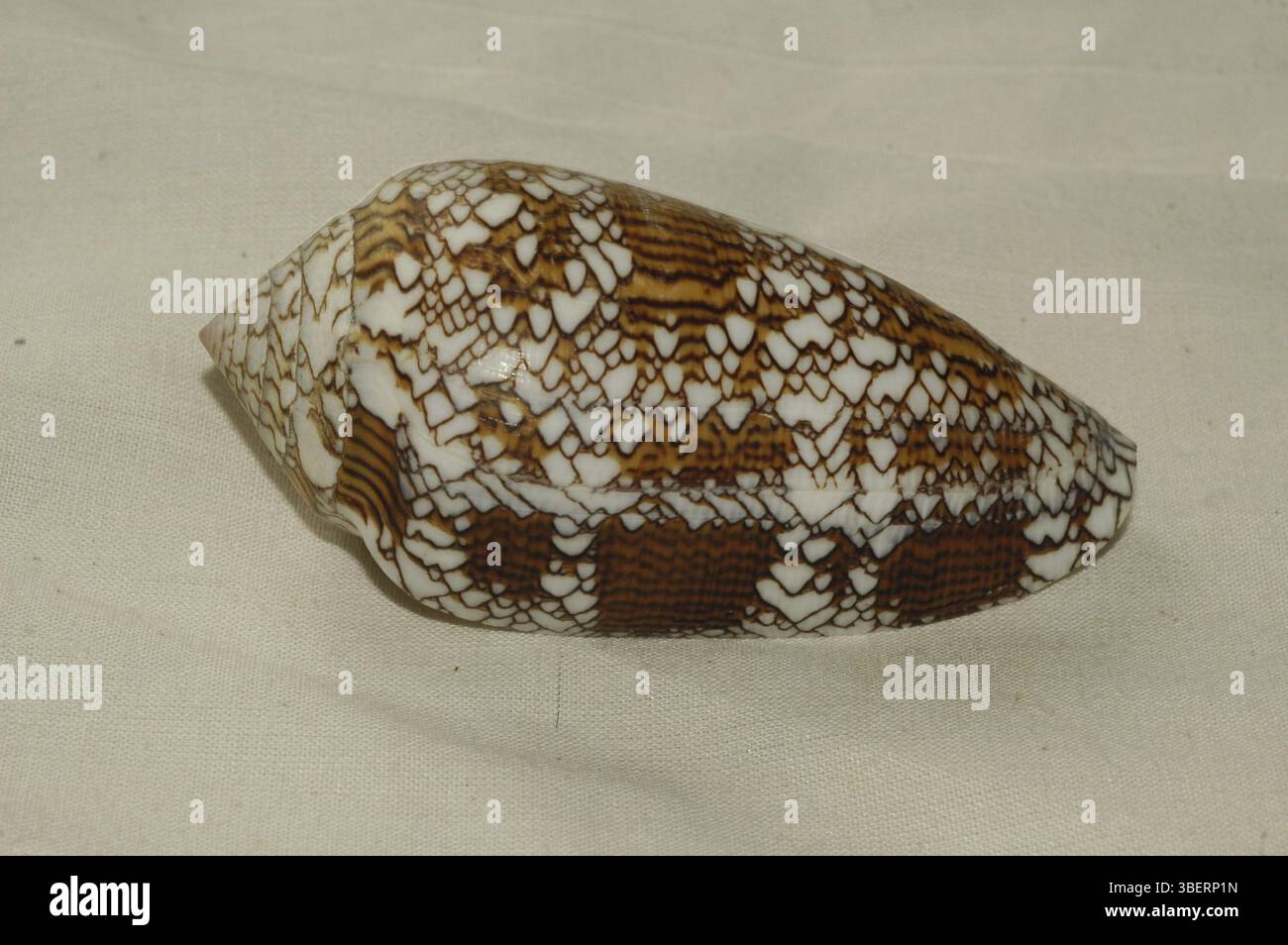 Weaving cone (Conus textile Stock Photo - Alamy