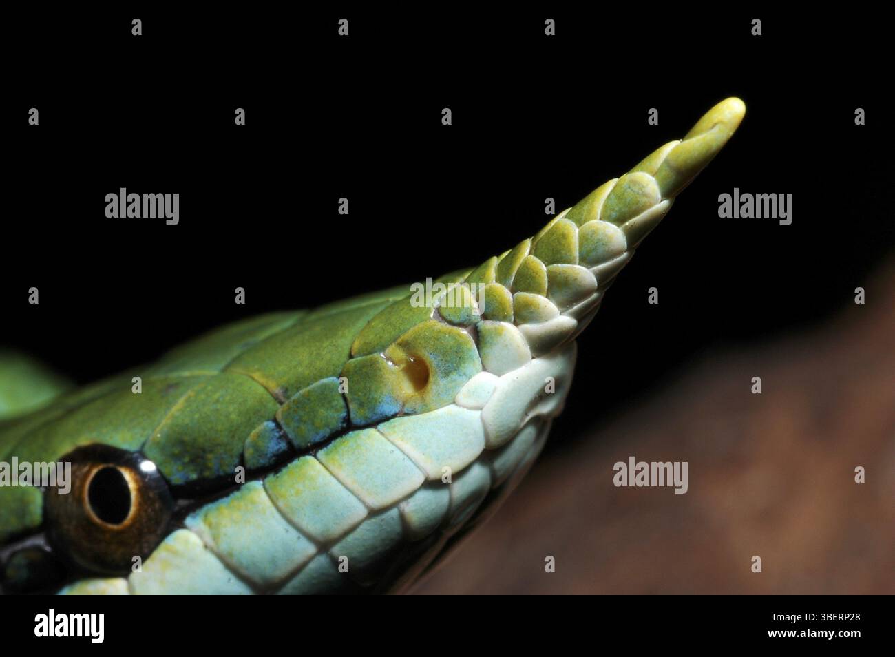 Vietnamese long-nosed snake (Rhynchophis boulengeri Stock Photo - Alamy