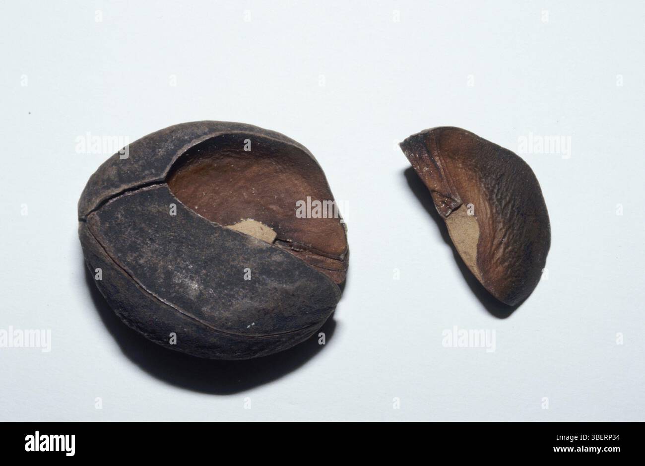 Cola nut (parent plant: Cola acuminata Stock Photo - Alamy