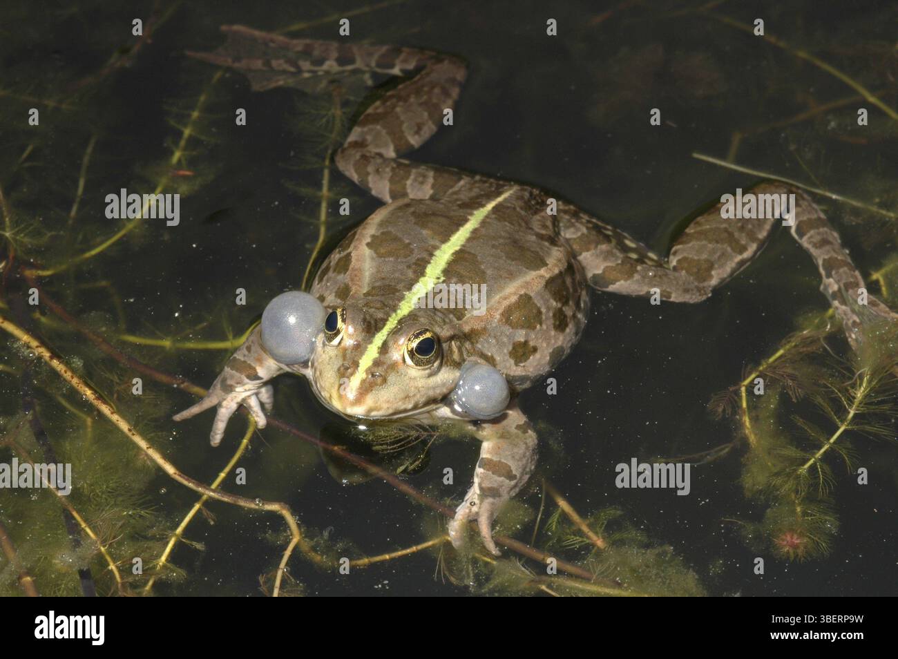 Sea frog hi-res stock photography and images - Alamy