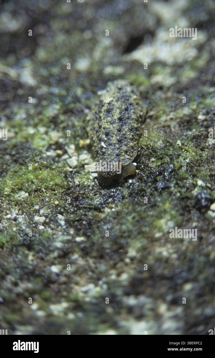 Marine lung snail (Onchidium sp Stock Photo - Alamy
