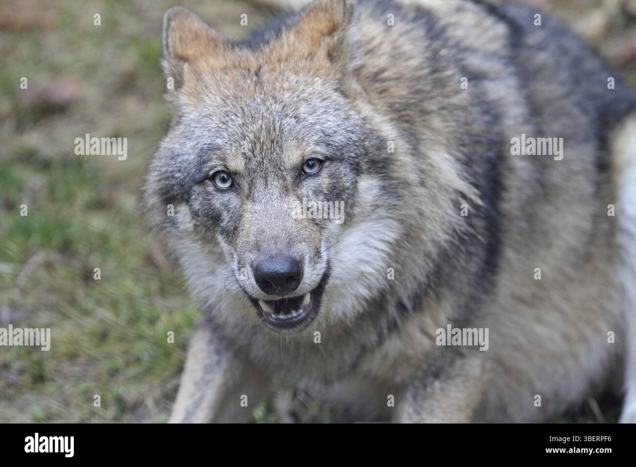 Gray wolf canis lupus threatening hi-res stock photography and images ...