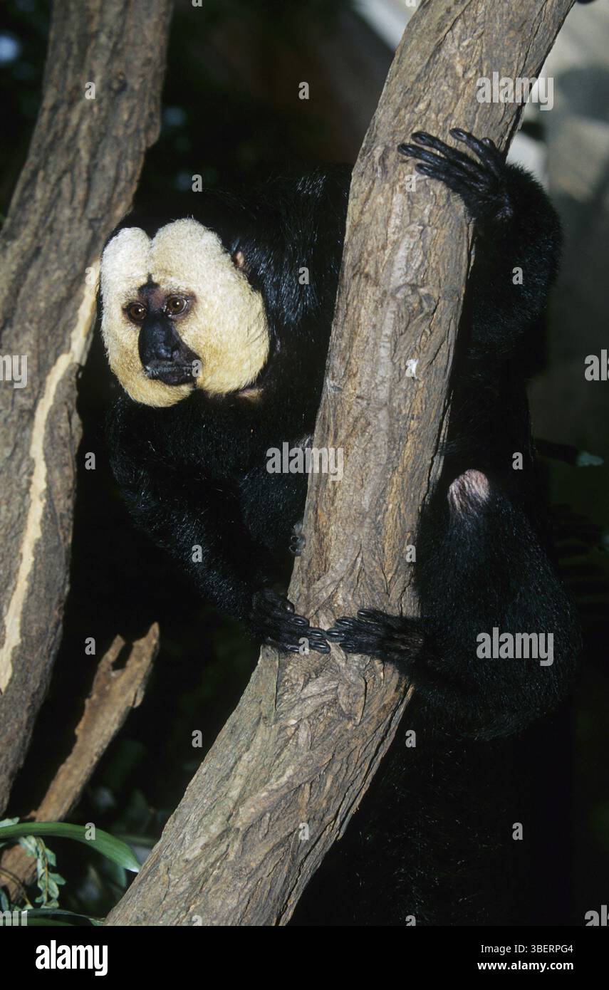 Pale-headed saki male (Pithecia pithecia Stock Photo - Alamy