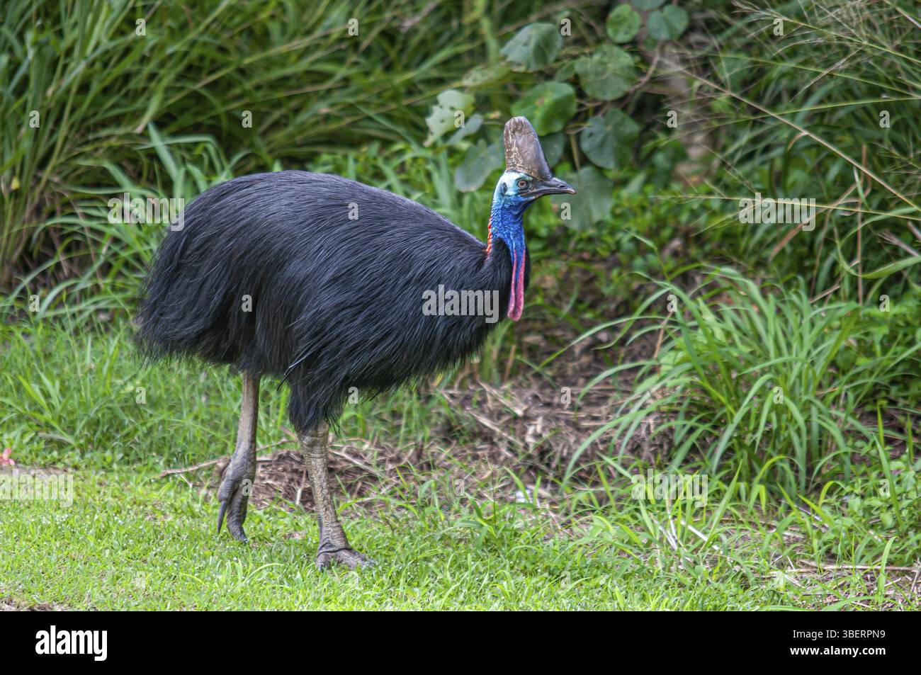 Helmeted Cassowary (Casuarius casuarius Stock Photo - Alamy