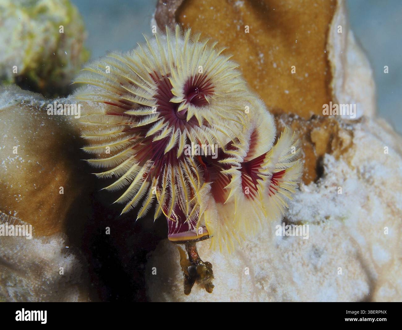 Christmas tree worm (Spirobranchus giganteus Stock Photo - Alamy