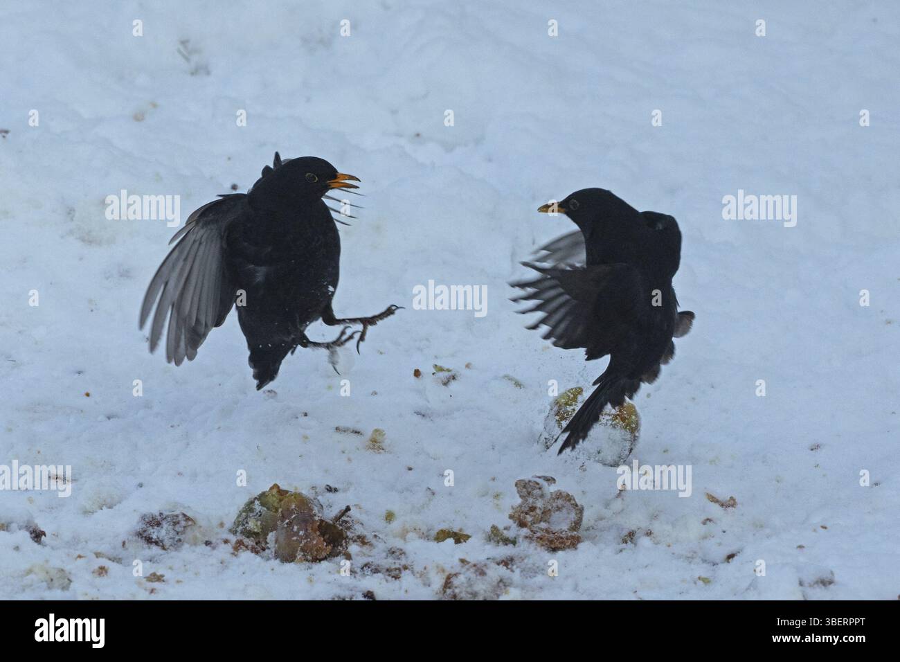 Male blackbird in flight hi-res stock photography and images - Alamy