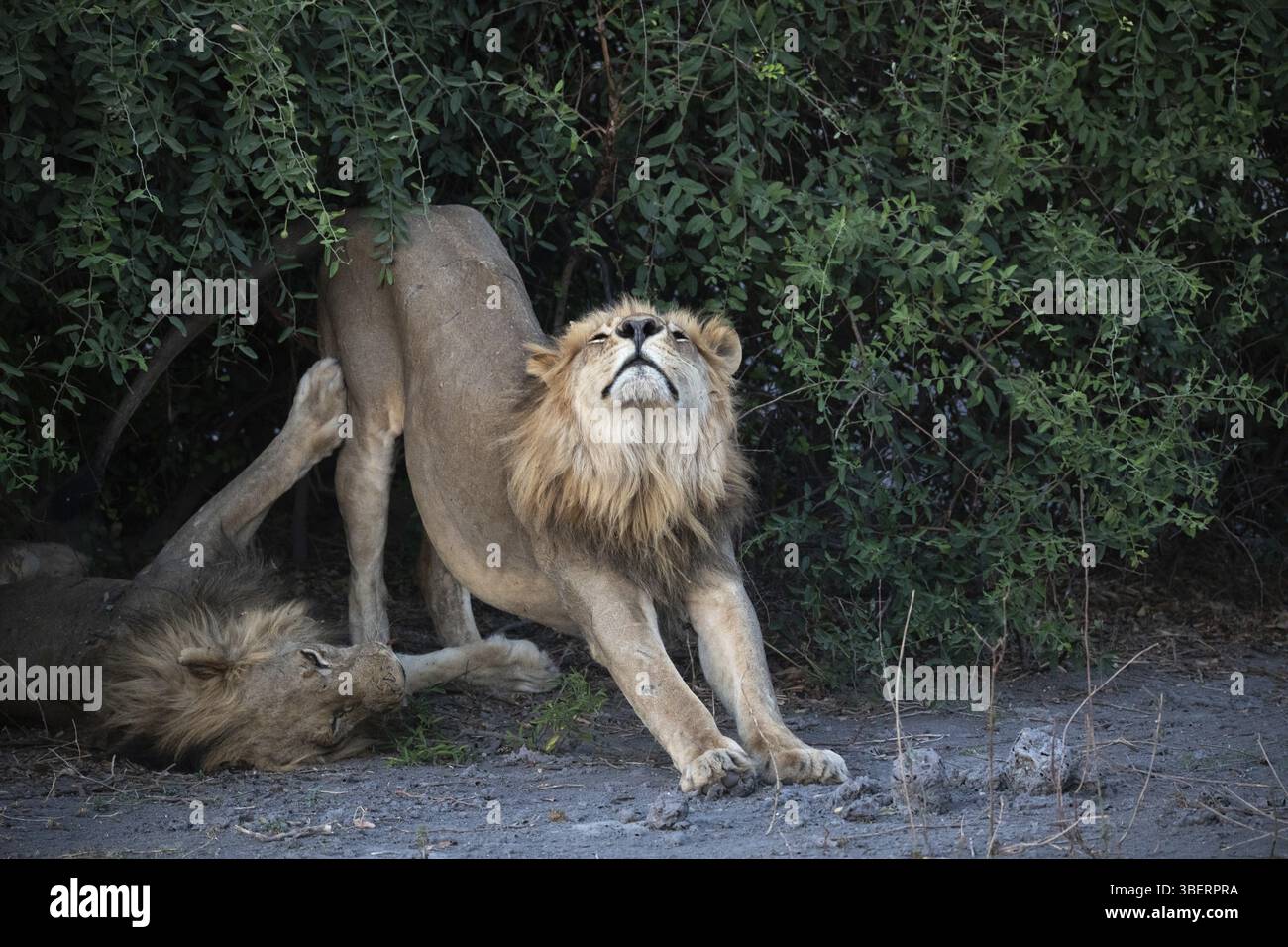 Awakening phase of a lion Stock Photo - Alamy