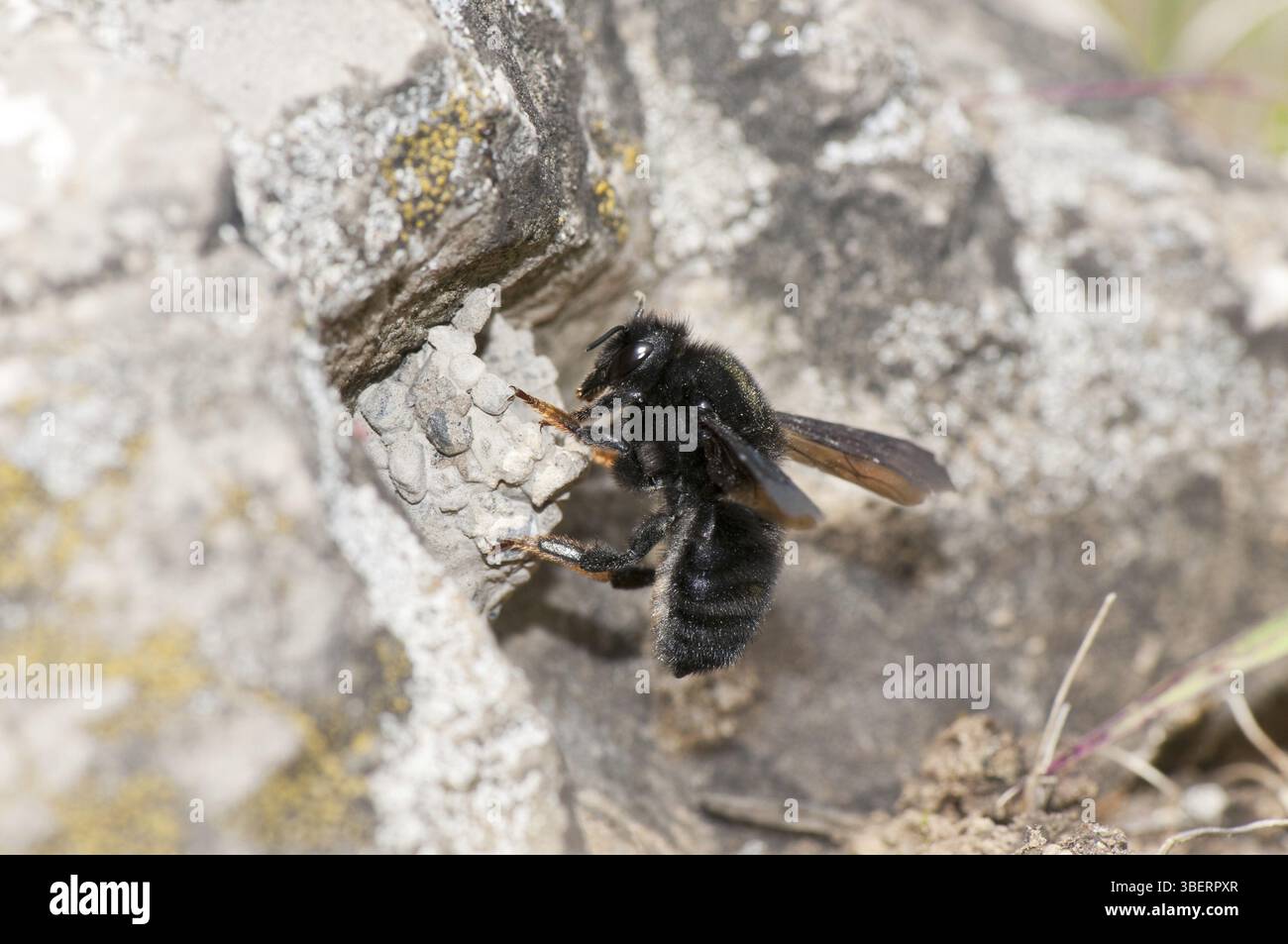 Mortar bee (wall bee, mason bee, mortar bee Stock Photo - Alamy