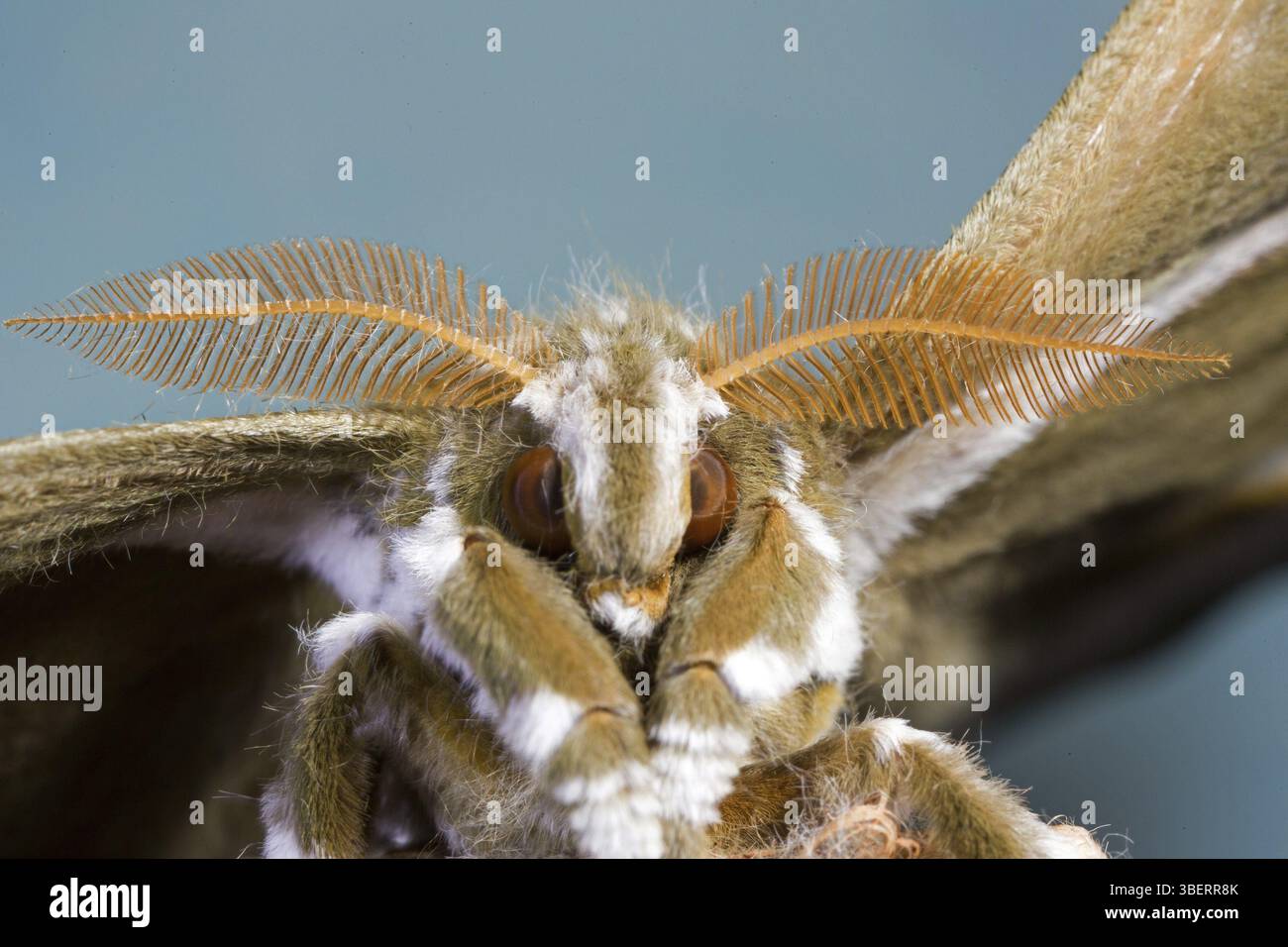 Tree of God moth (Samia cynthia Stock Photo - Alamy
