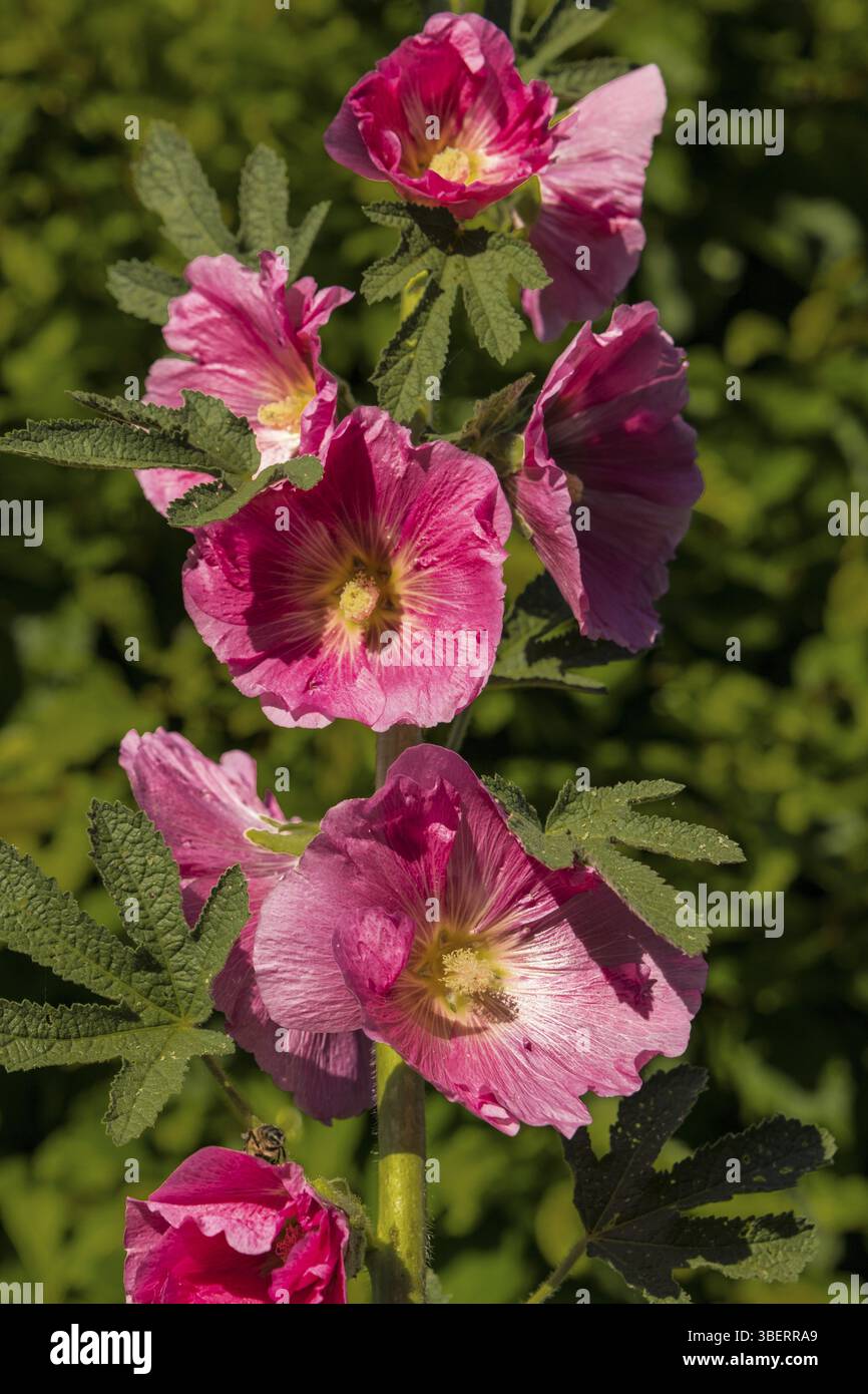 Alcea syn. althea rosea STOCKROSE. alcea syn. althea HOLLYHOCK. (alcea ...