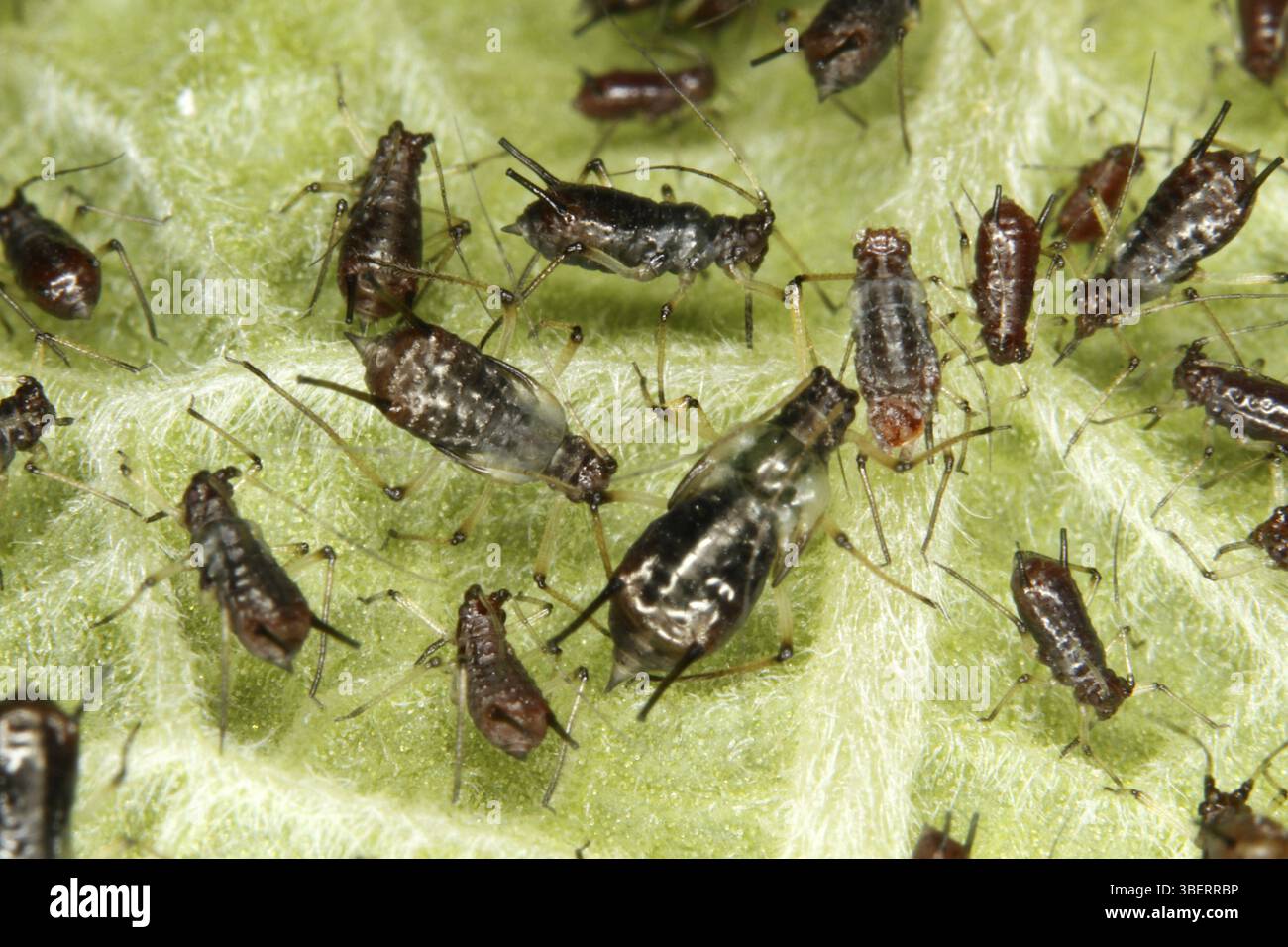 Black bean aphid (Aphis fabae Stock Photo - Alamy