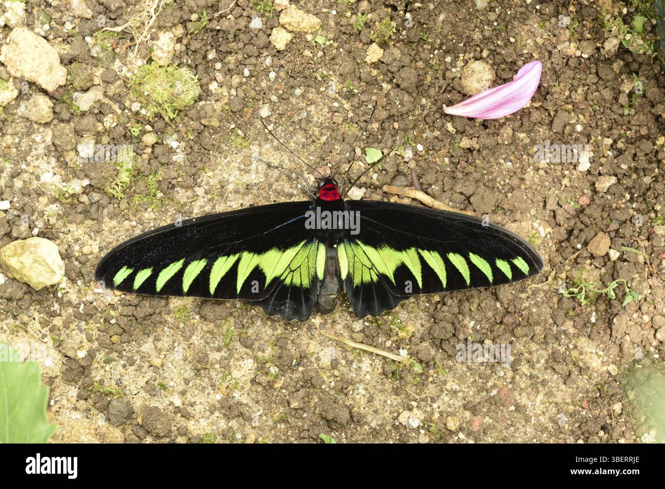 Birdwing, male (Trogonoptera brookiana Stock Photo - Alamy
