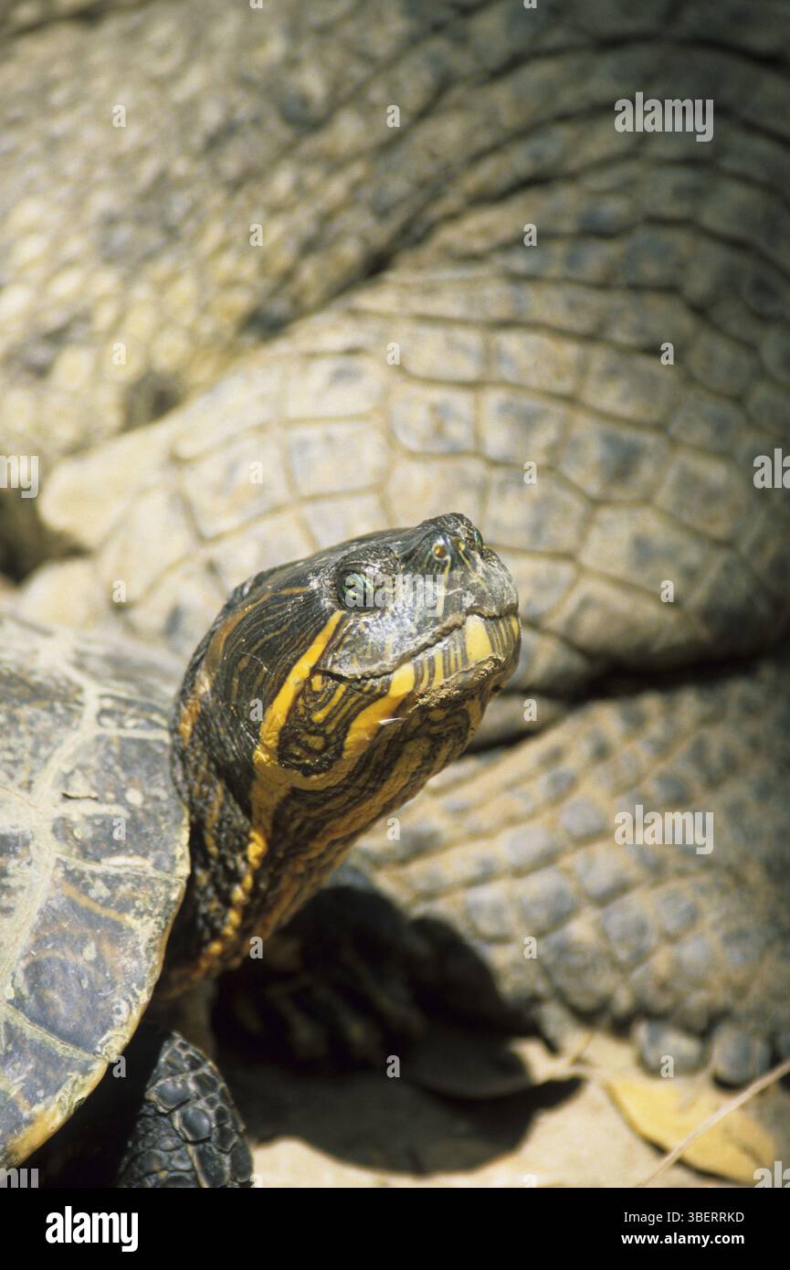 Emydidae hi-res stock photography and images - Alamy