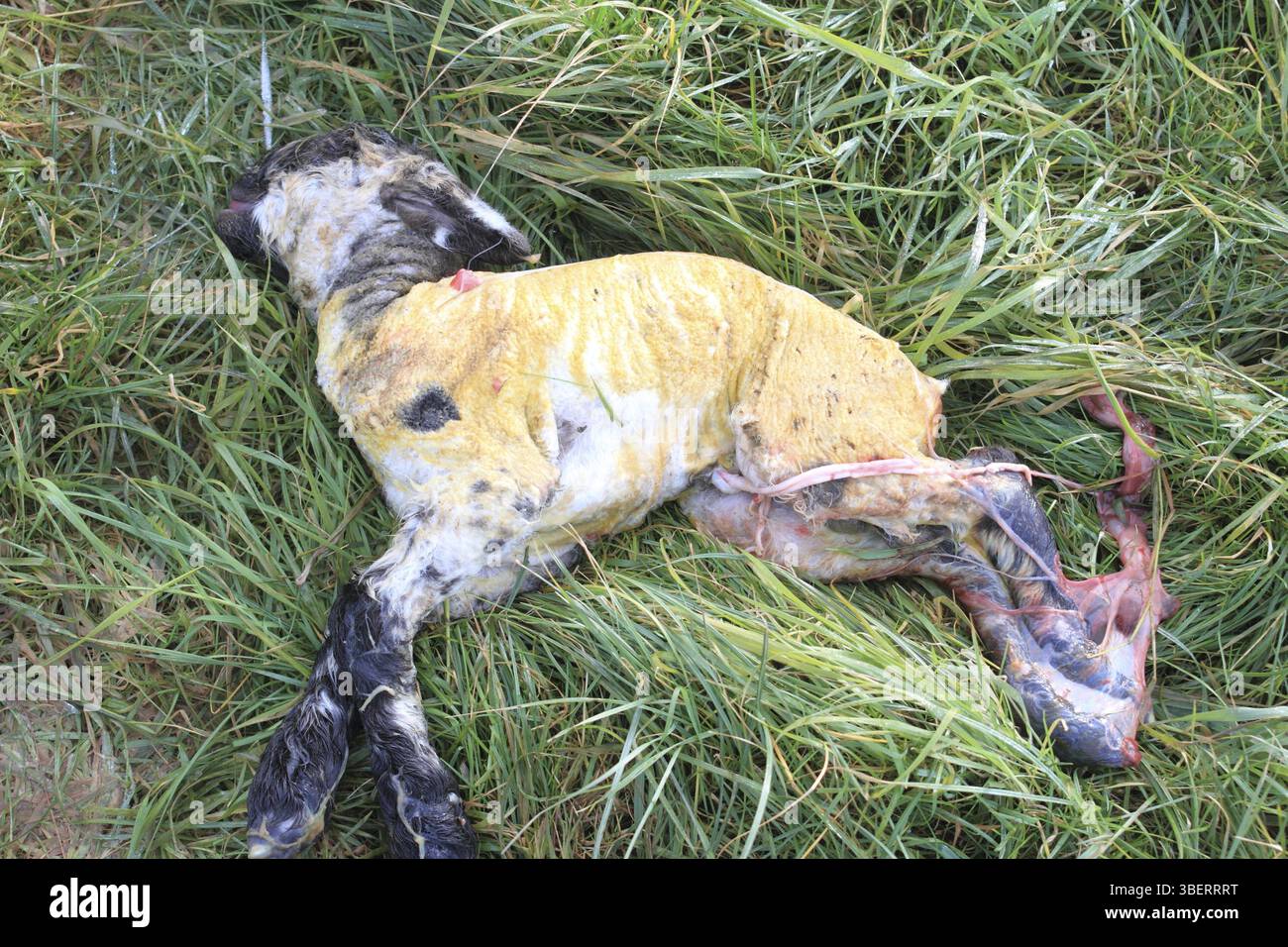 Lamb stillbirth umbilical cord amniotic sac Stock Photo - Alamy