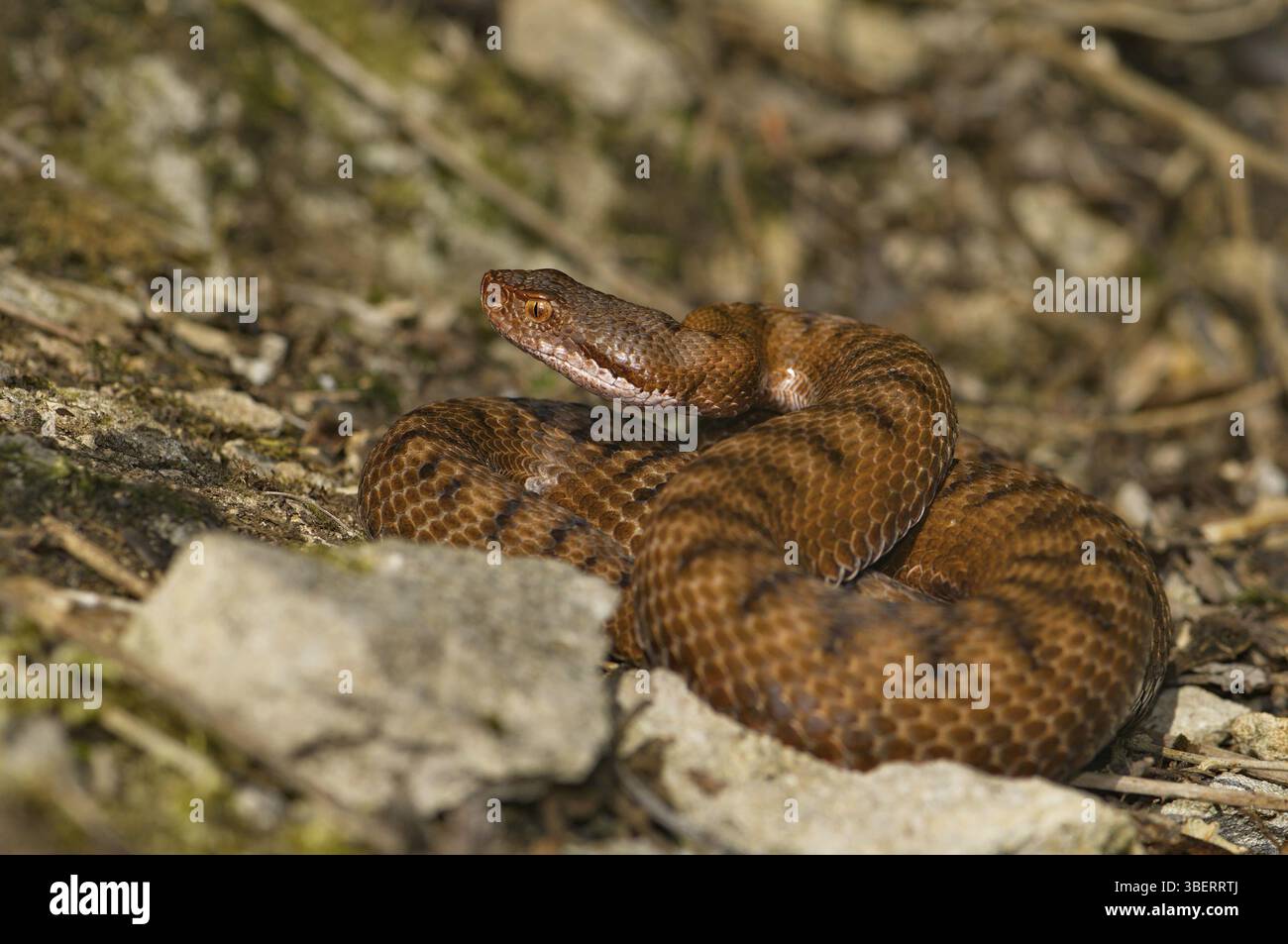 Asp viper, female (Vipera a. aspis Stock Photo - Alamy