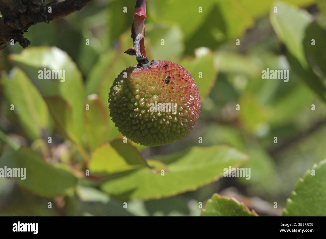 Western strawberry tree (Arbutus unedo Stock Photo - Alamy