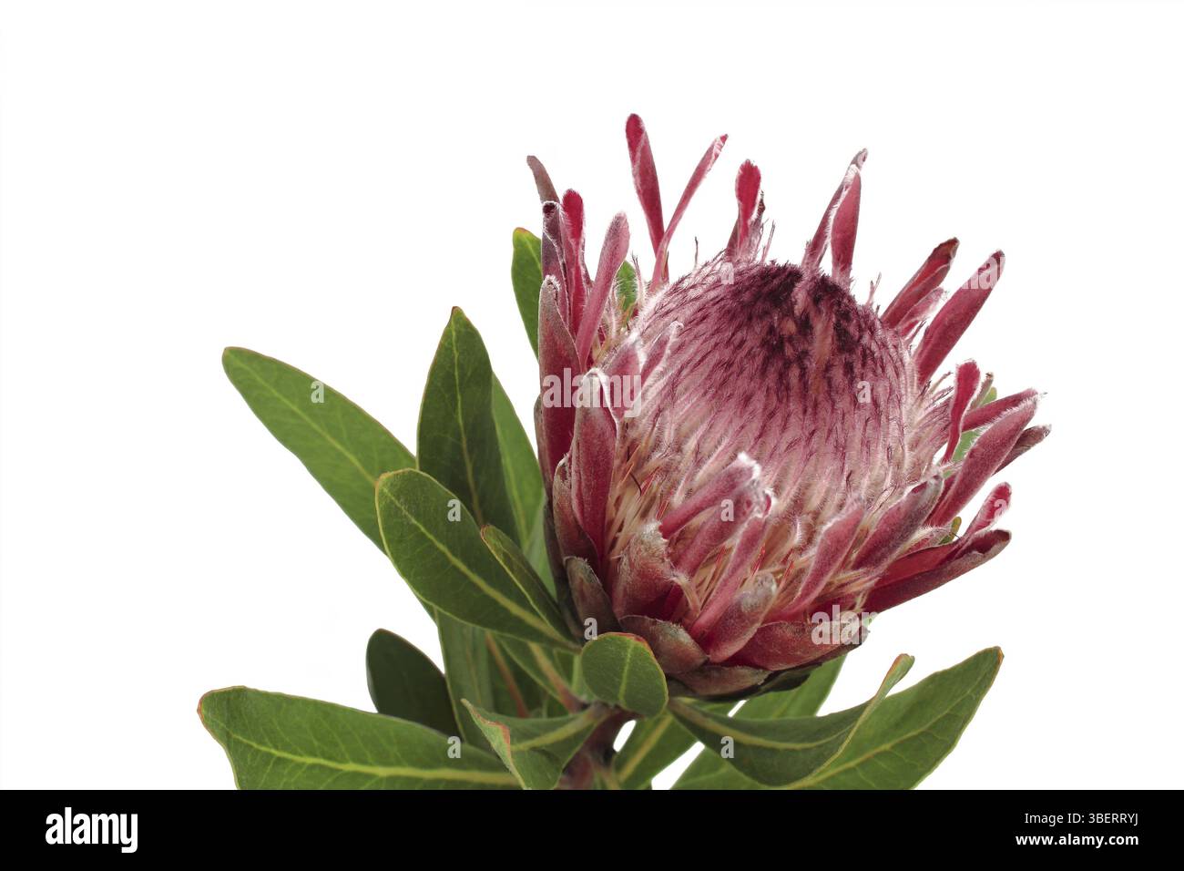 Sugarbush flower - Protea (Protea Stock Photo - Alamy
