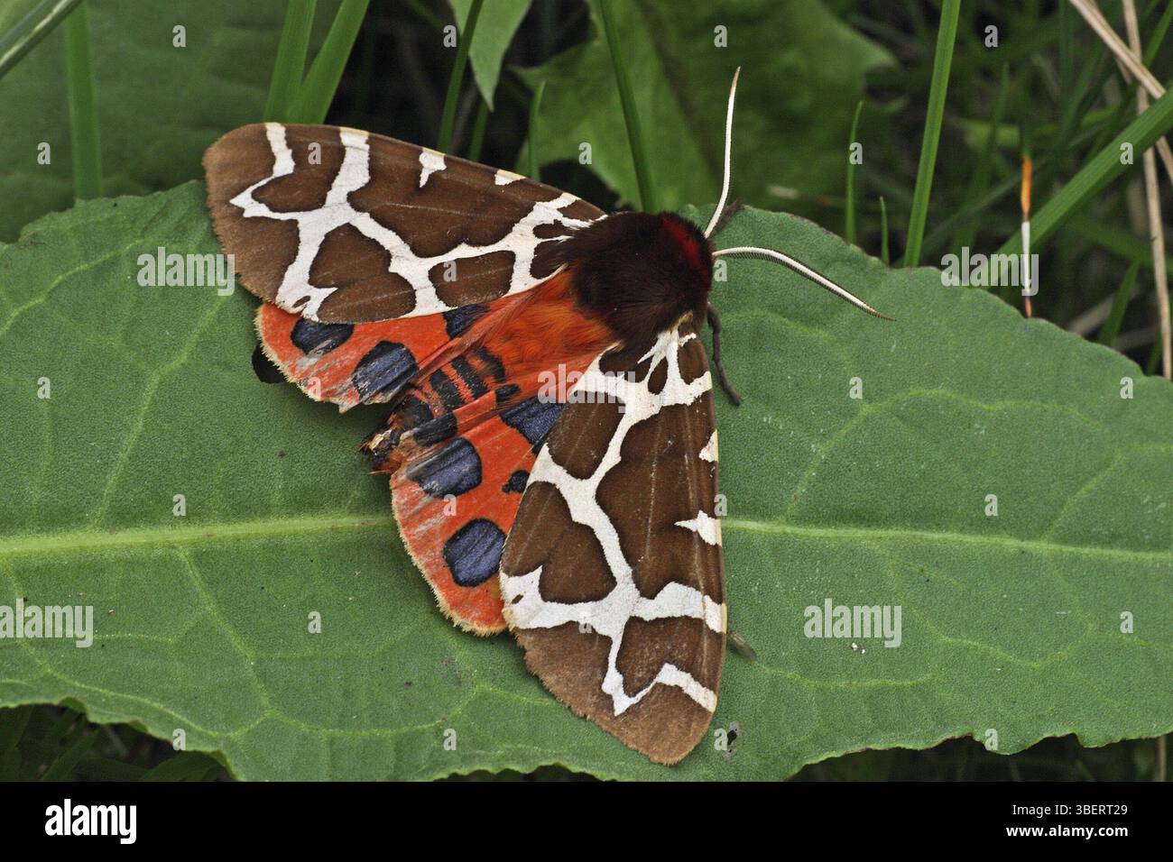 Garden tiger moth (Arctia caja Stock Photo - Alamy