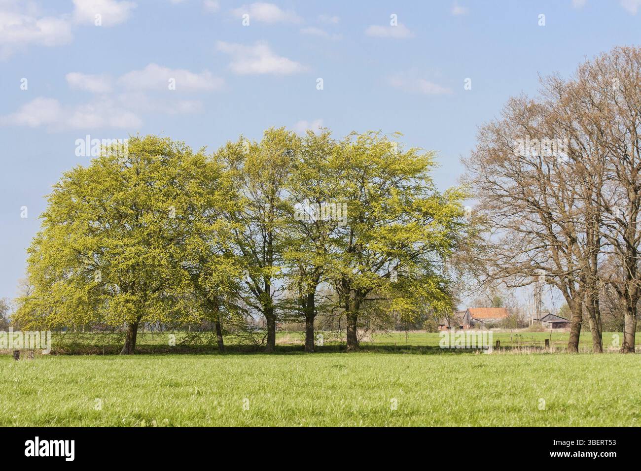Fagus sylvatica RED BEECH (fagus sylvatica Stock Photo - Alamy