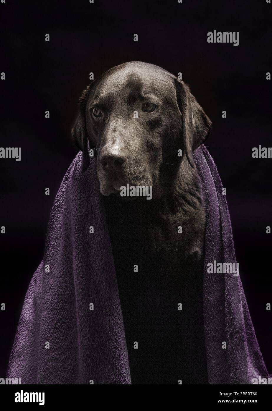 Domestic brown duck hi-res stock photography and images - Alamy