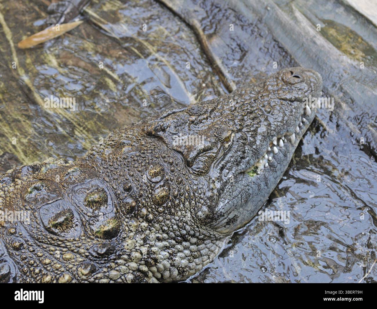 Nile crocodile (Crocodylus niloticus Stock Photo - Alamy