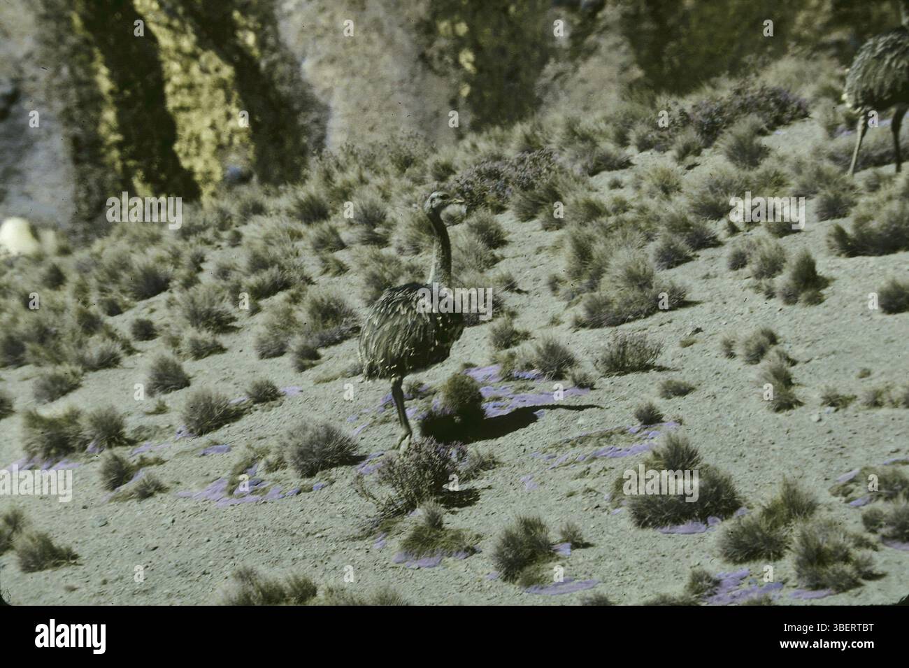 Nandu (Rhea americana Stock Photo - Alamy