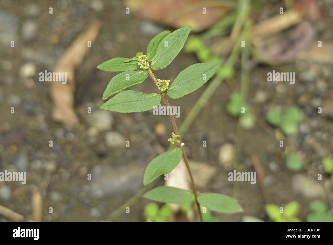 Tawatawa plant against dengue fever (Euphorbia hirta Stock Photo - Alamy