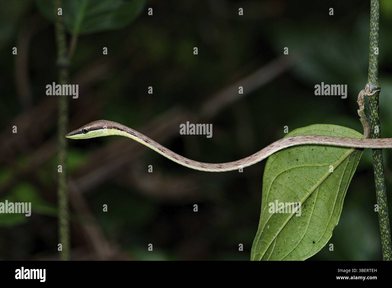 Oxybelis aeneus (Oxybelis aeneus Stock Photo - Alamy