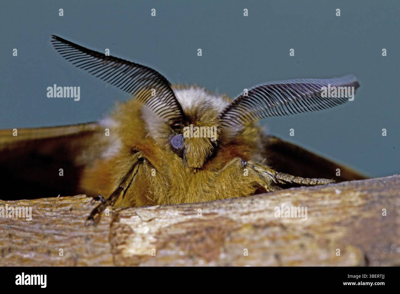 Birch moth (Endromis versicolora Stock Photo - Alamy