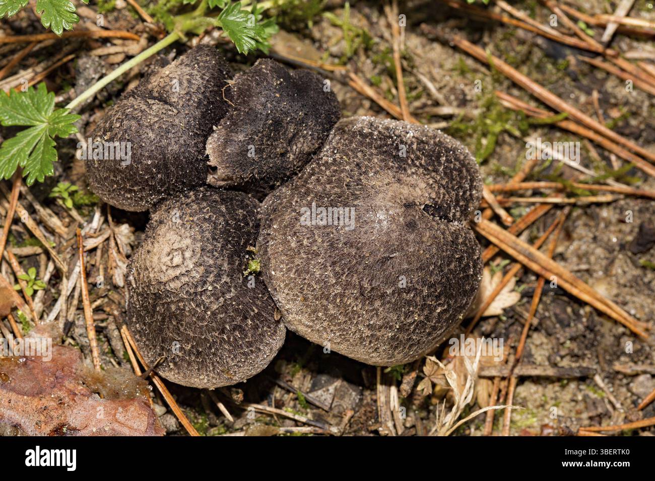 Soot head (charbonnier Stock Photo - Alamy