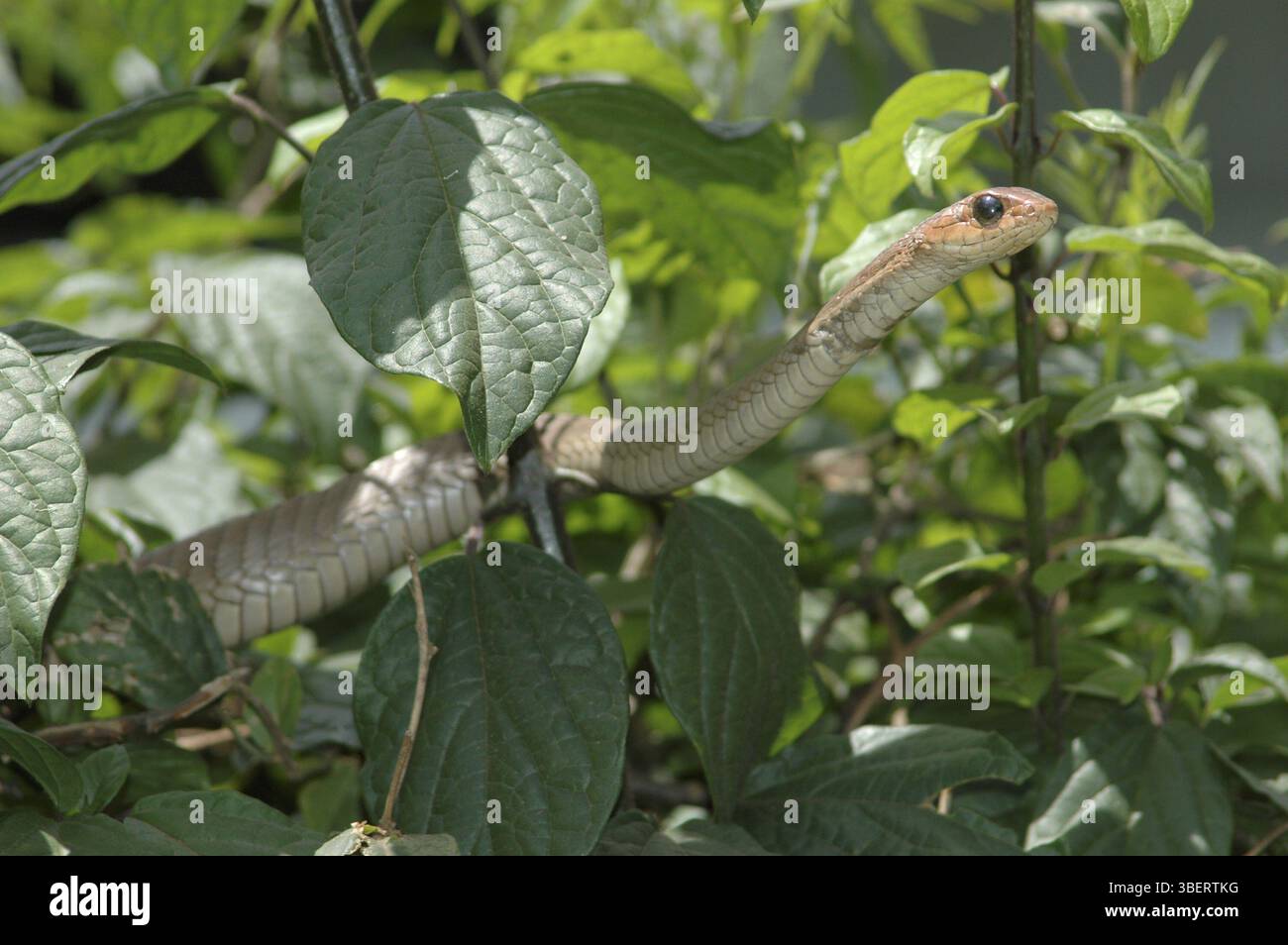 Boomslang (Dispholidus typus Stock Photo - Alamy