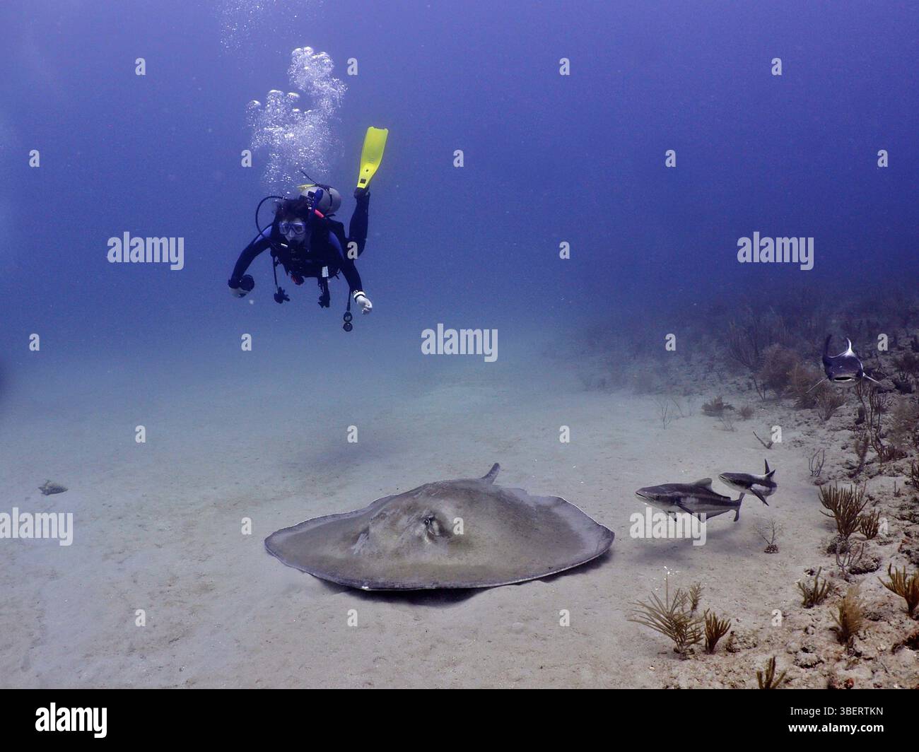 Hypanus hi-res stock photography and images - Alamy