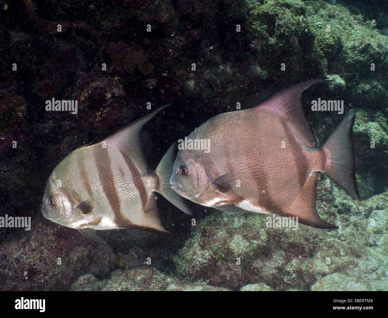Atlantic spadefish (Chaetodipterus faber Stock Photo - Alamy