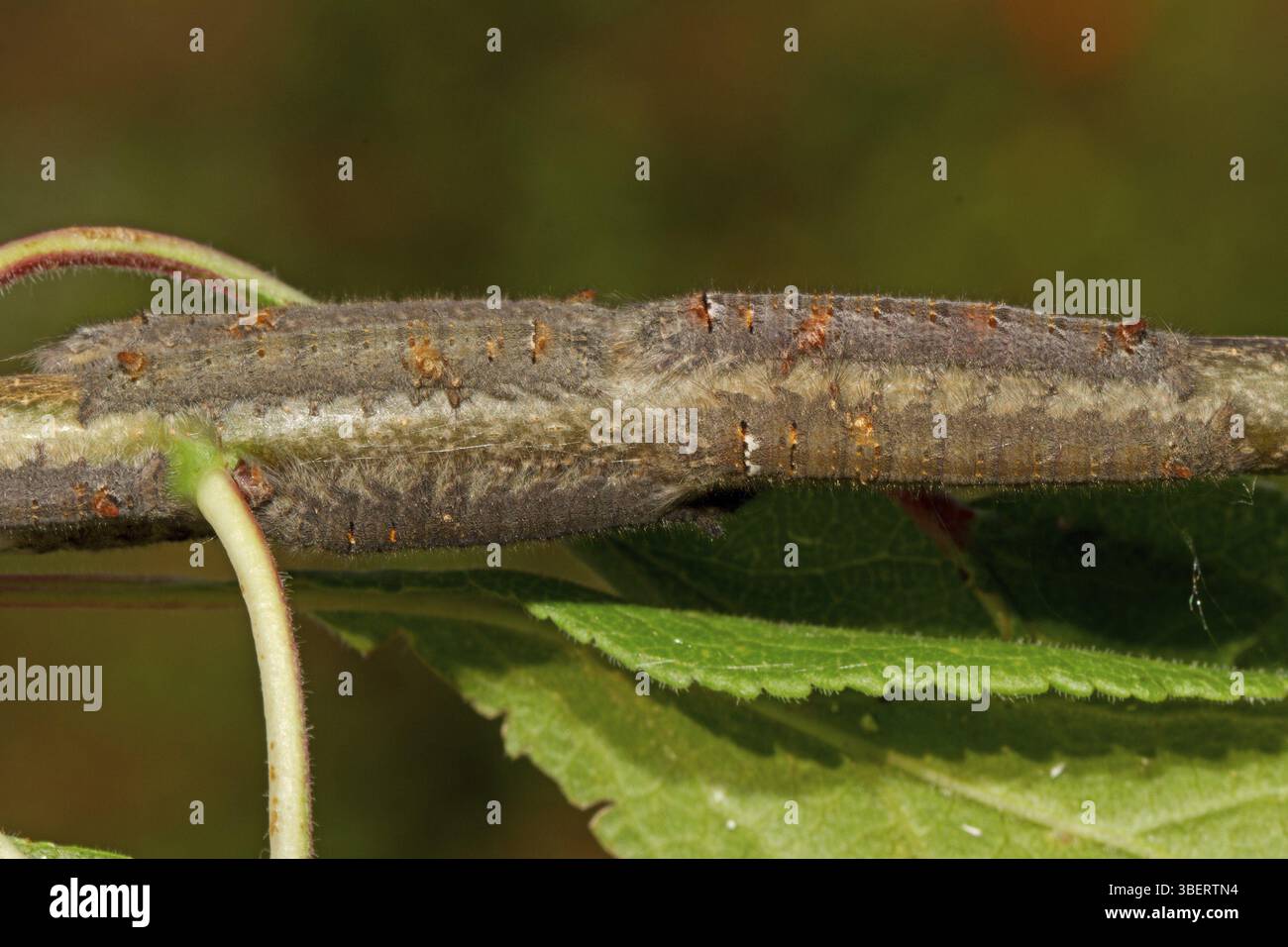 Copper glow (Gastropacha quercifolia Stock Photo - Alamy