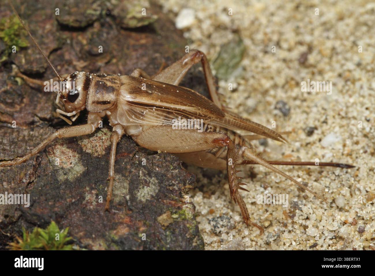 Cricket (Acheta domesticus Stock Photo - Alamy