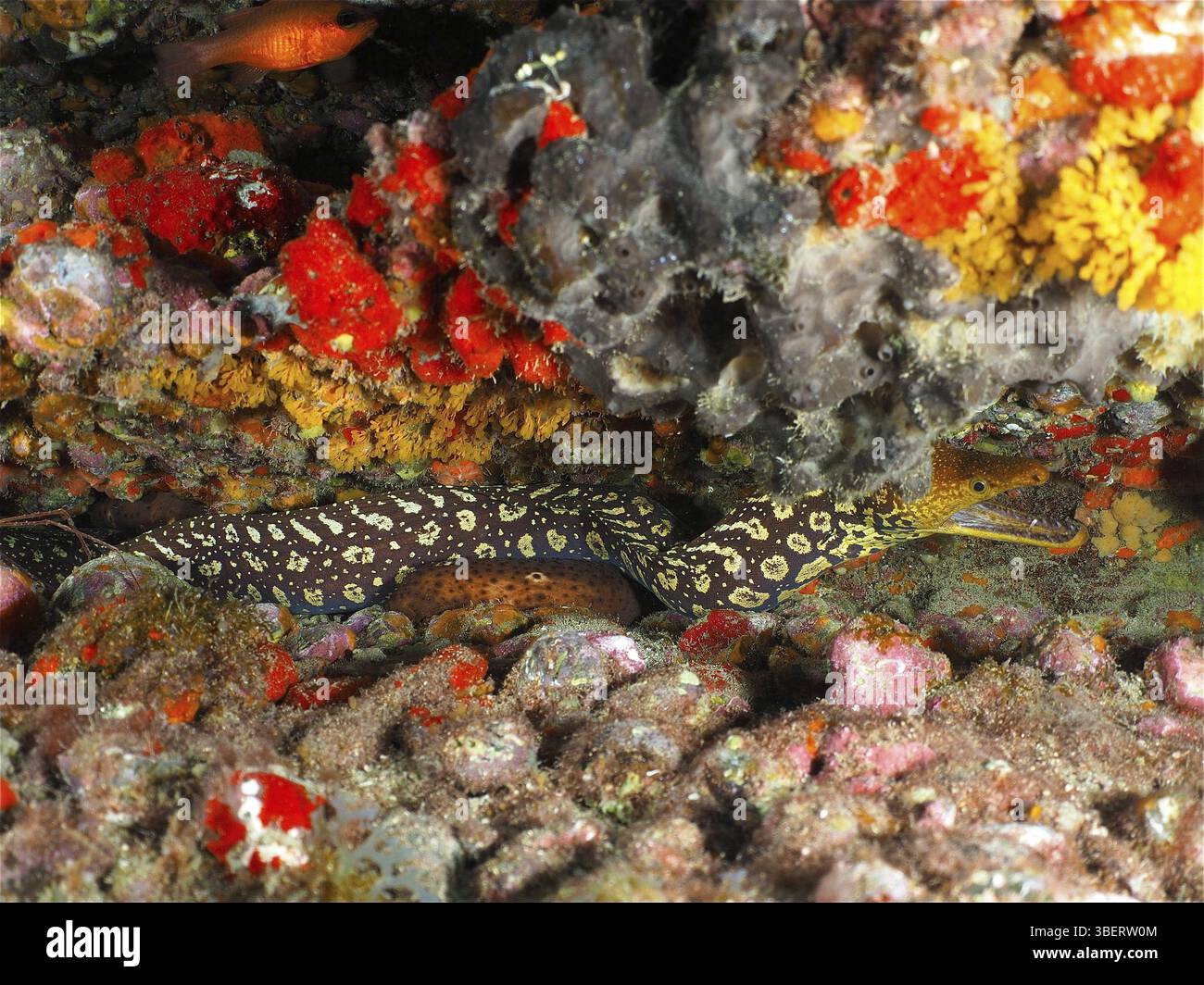 Tiger moray eel (Enchelycore anatina Stock Photo - Alamy