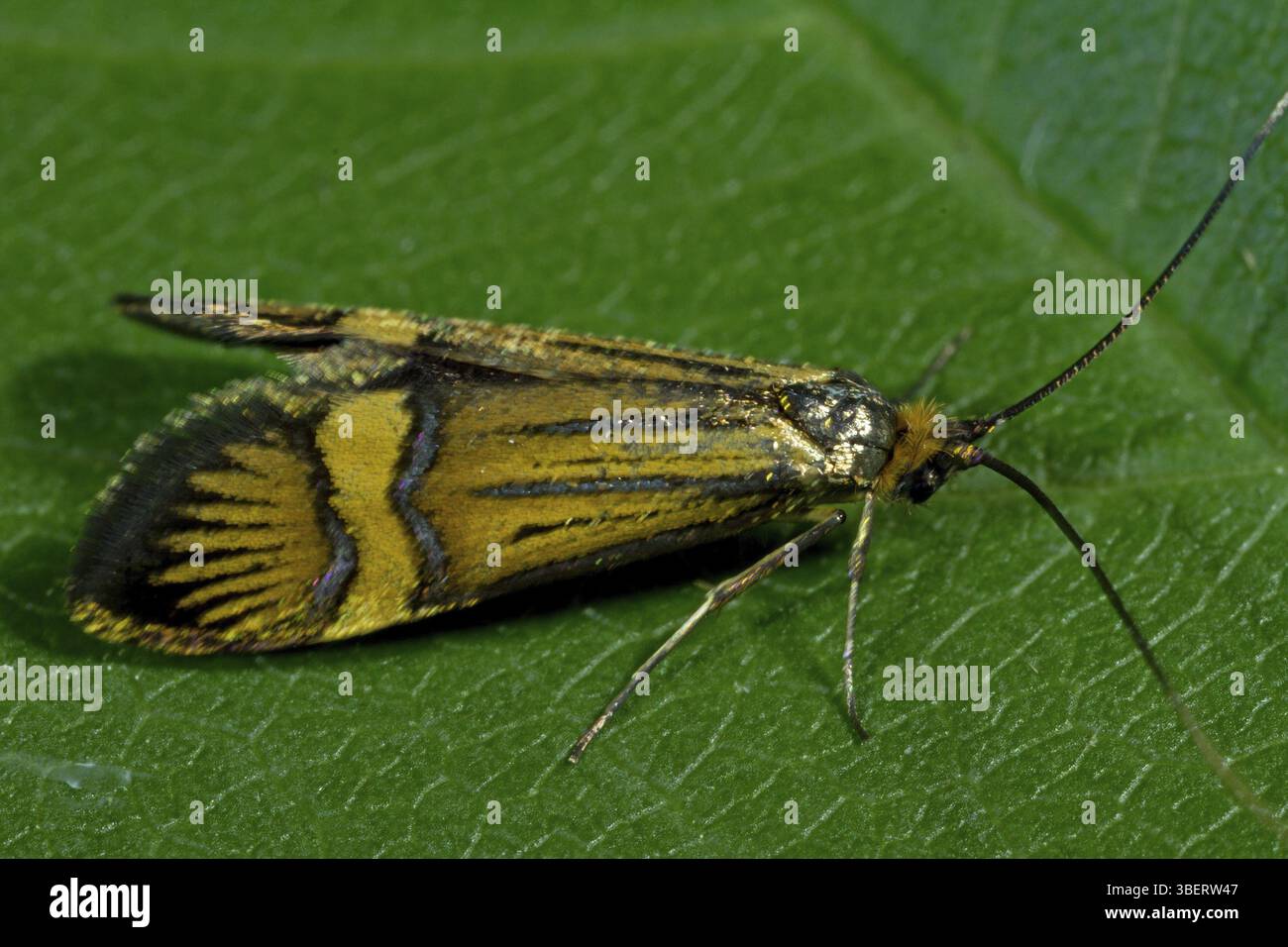 Banded longhorned moth (Nemophora degeerella Stock Photo - Alamy