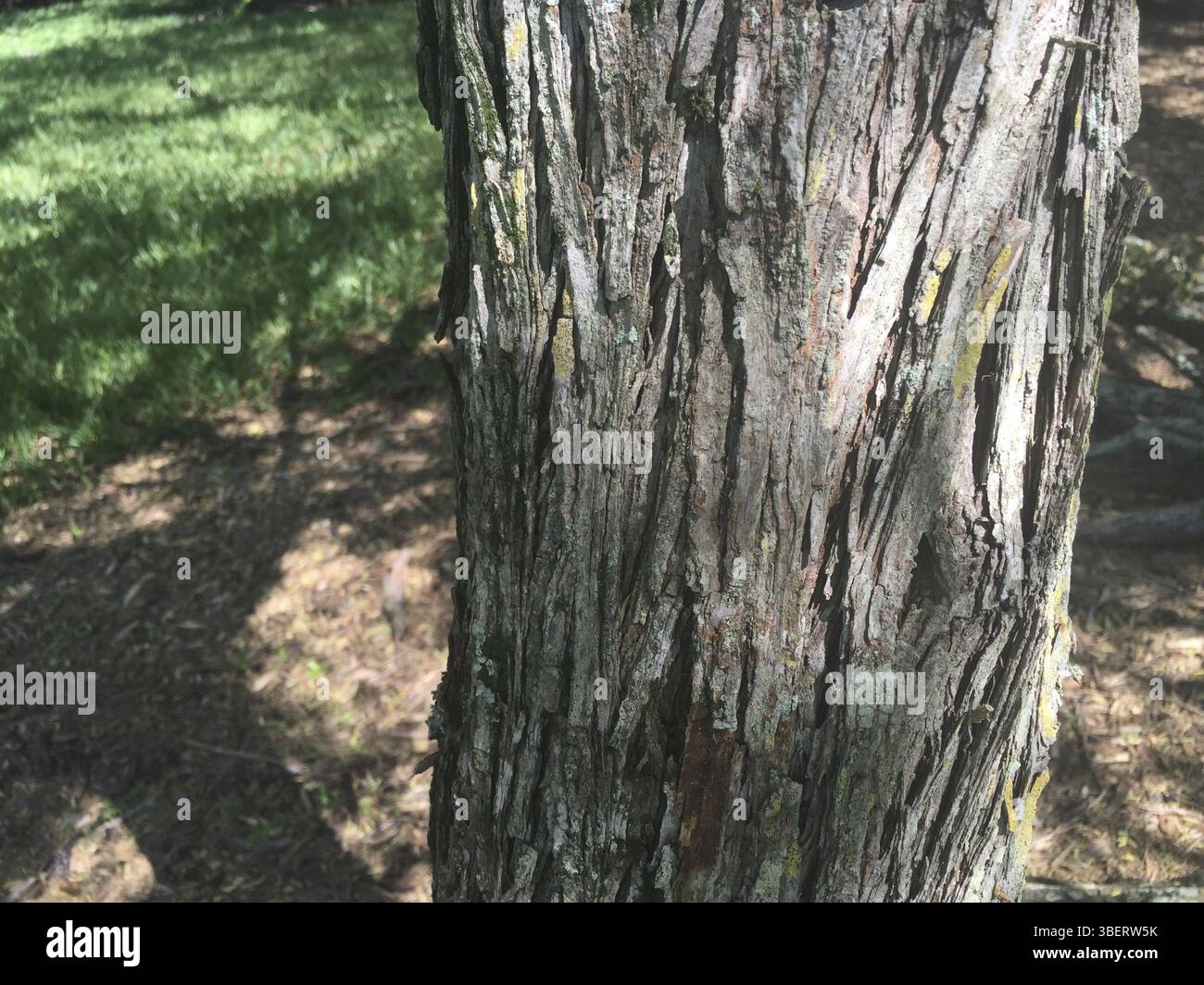 Mesquite (Prosopis juliflora Stock Photo - Alamy