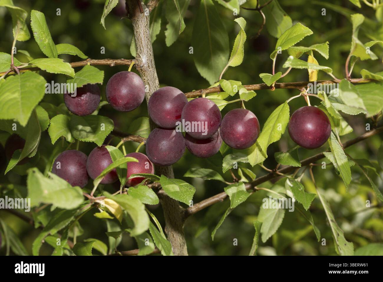 Mirabelle plum (Prunus domestica subsp. syriaca Stock Photo - Alamy