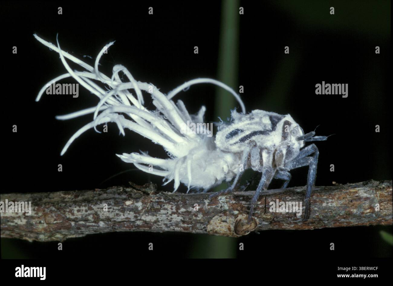 Flatidae ssp hi-res stock photography and images - Alamy