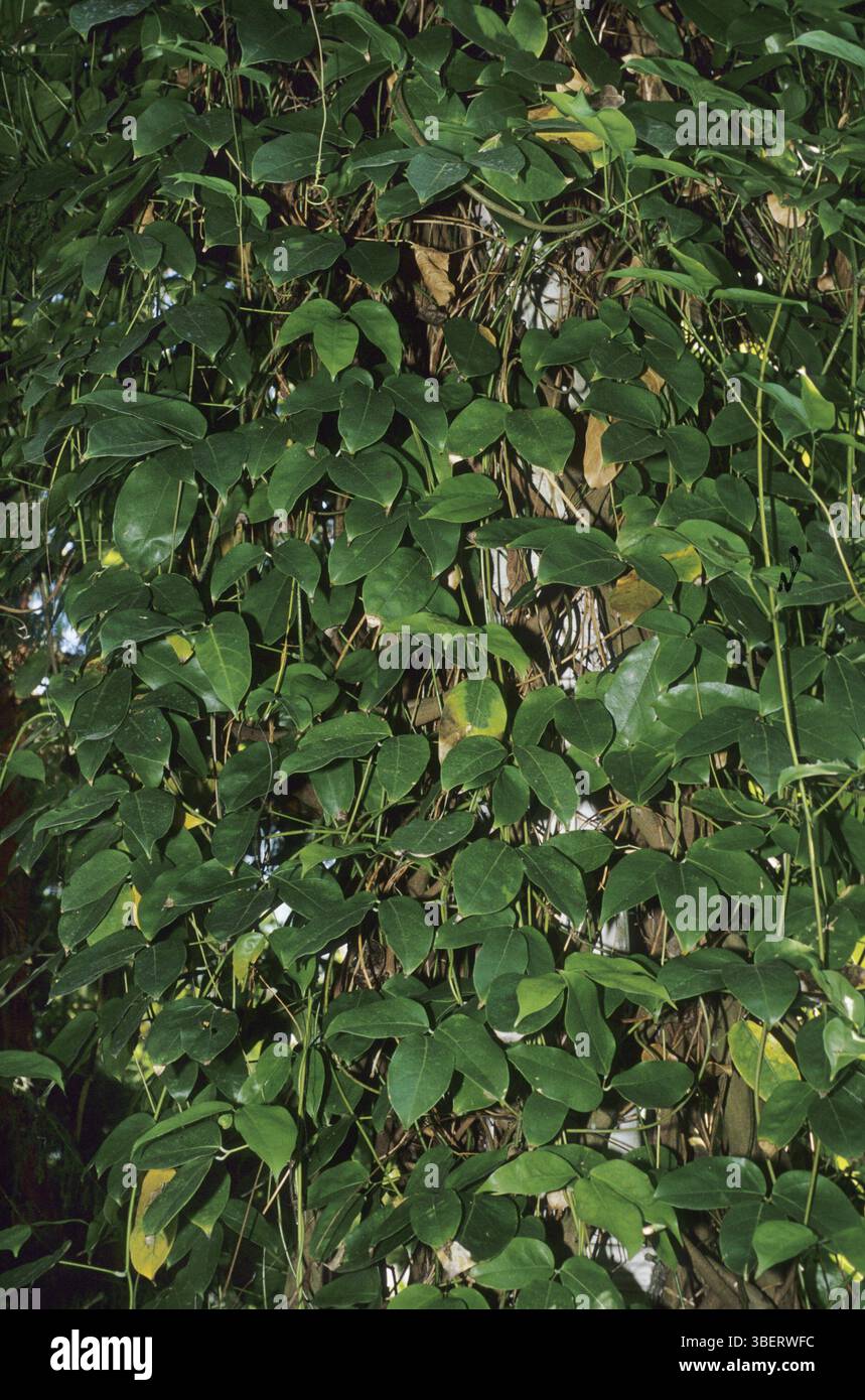 Mucuna hi-res stock photography and images - Alamy