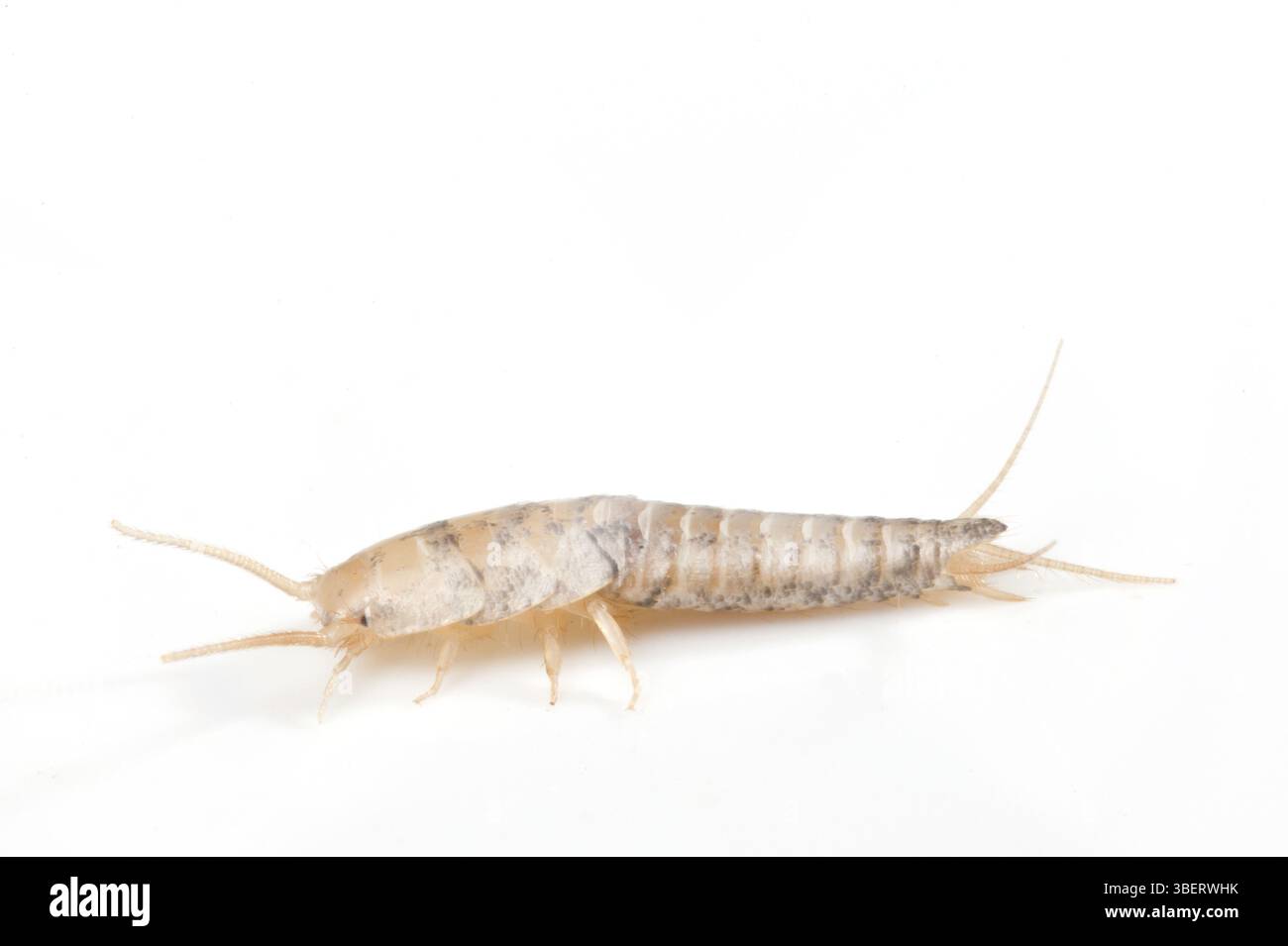 Silverfish (Lepisma saccharina Stock Photo - Alamy