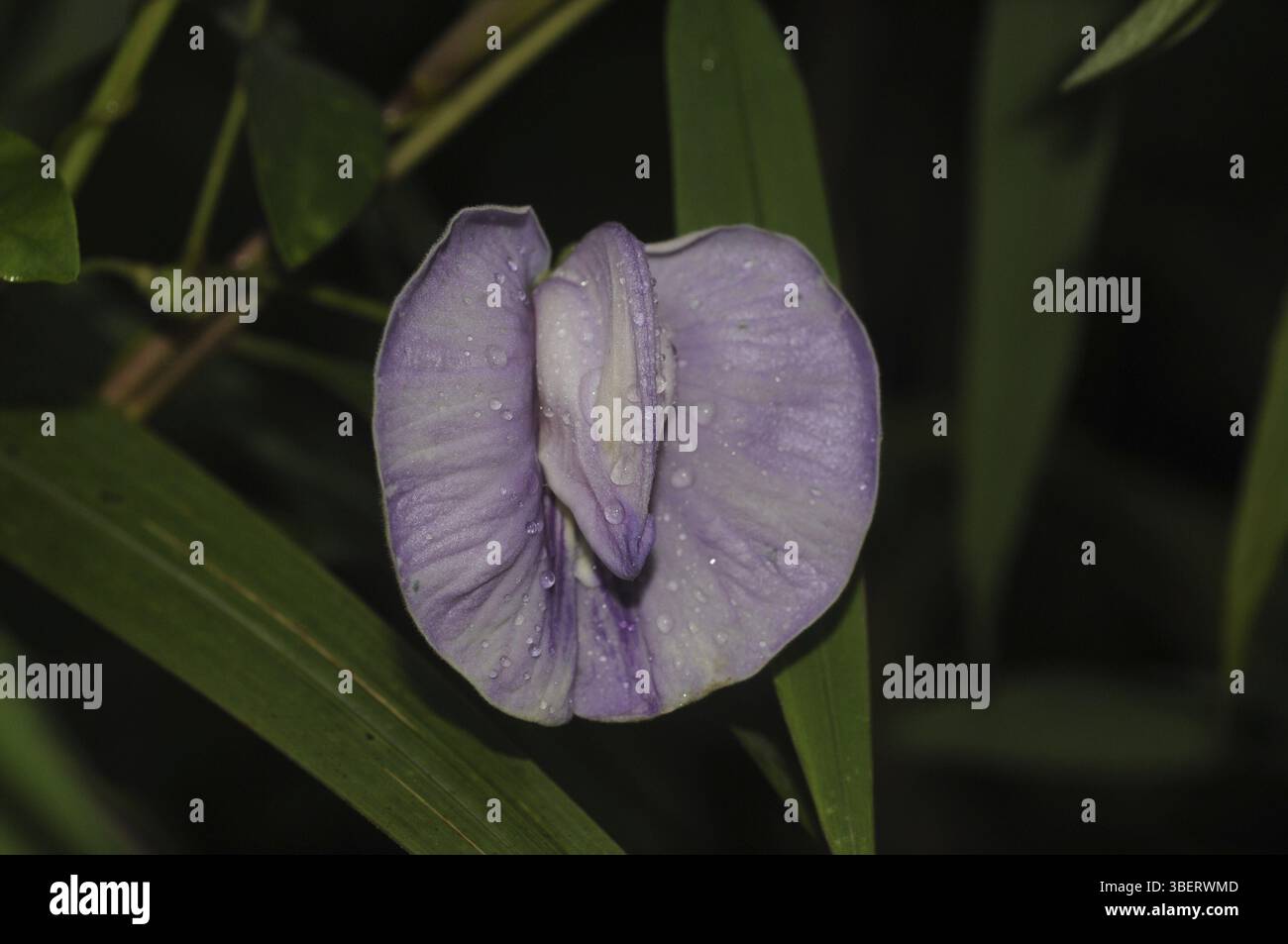 Clitoria (Clitoria ternatea Stock Photo - Alamy