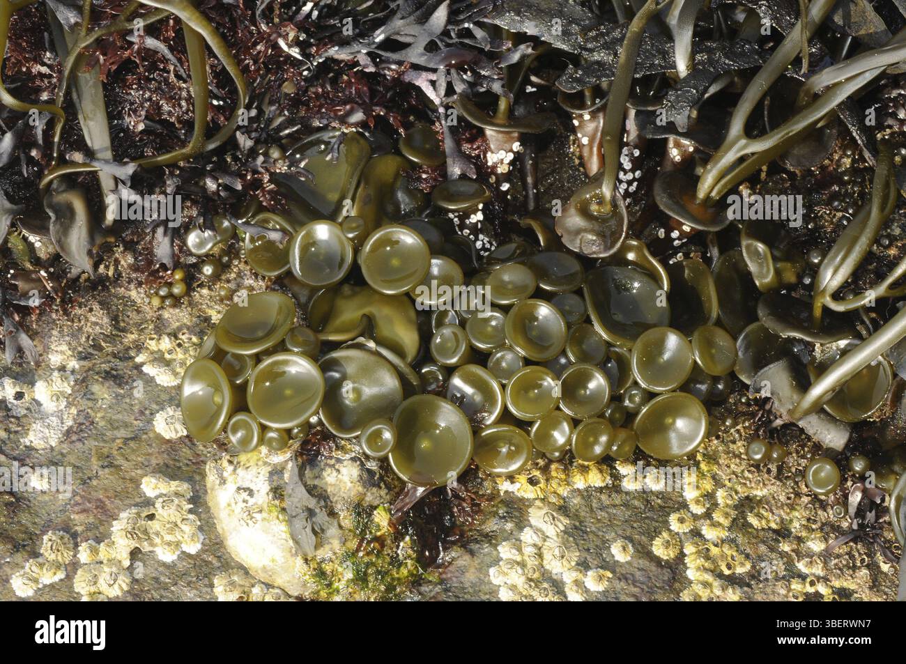 Algae species hi-res stock photography and images - Alamy