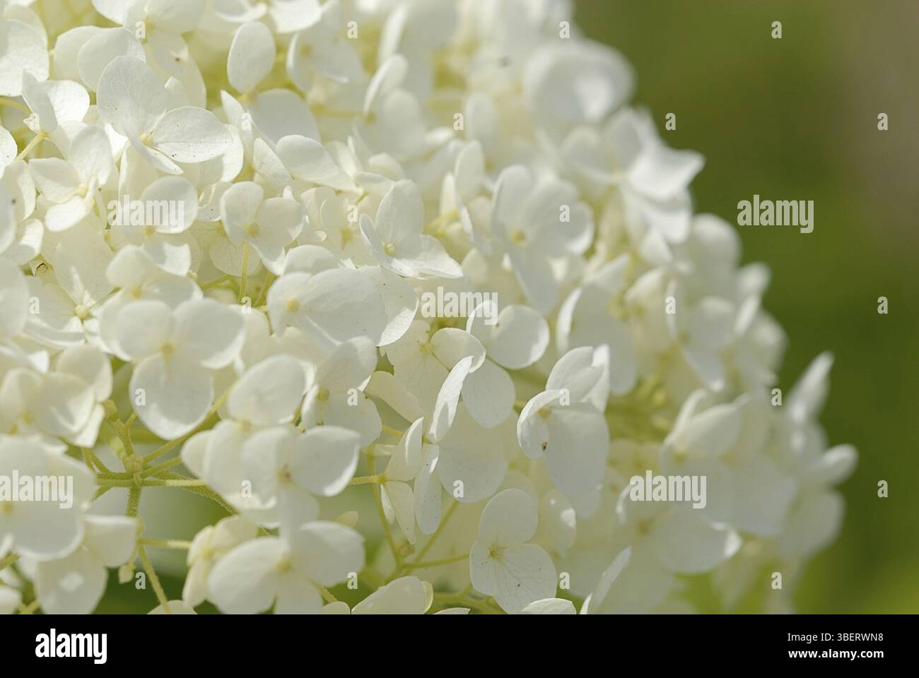 Annabelle (hydrangea arborescens annabelle Stock Photo - Alamy