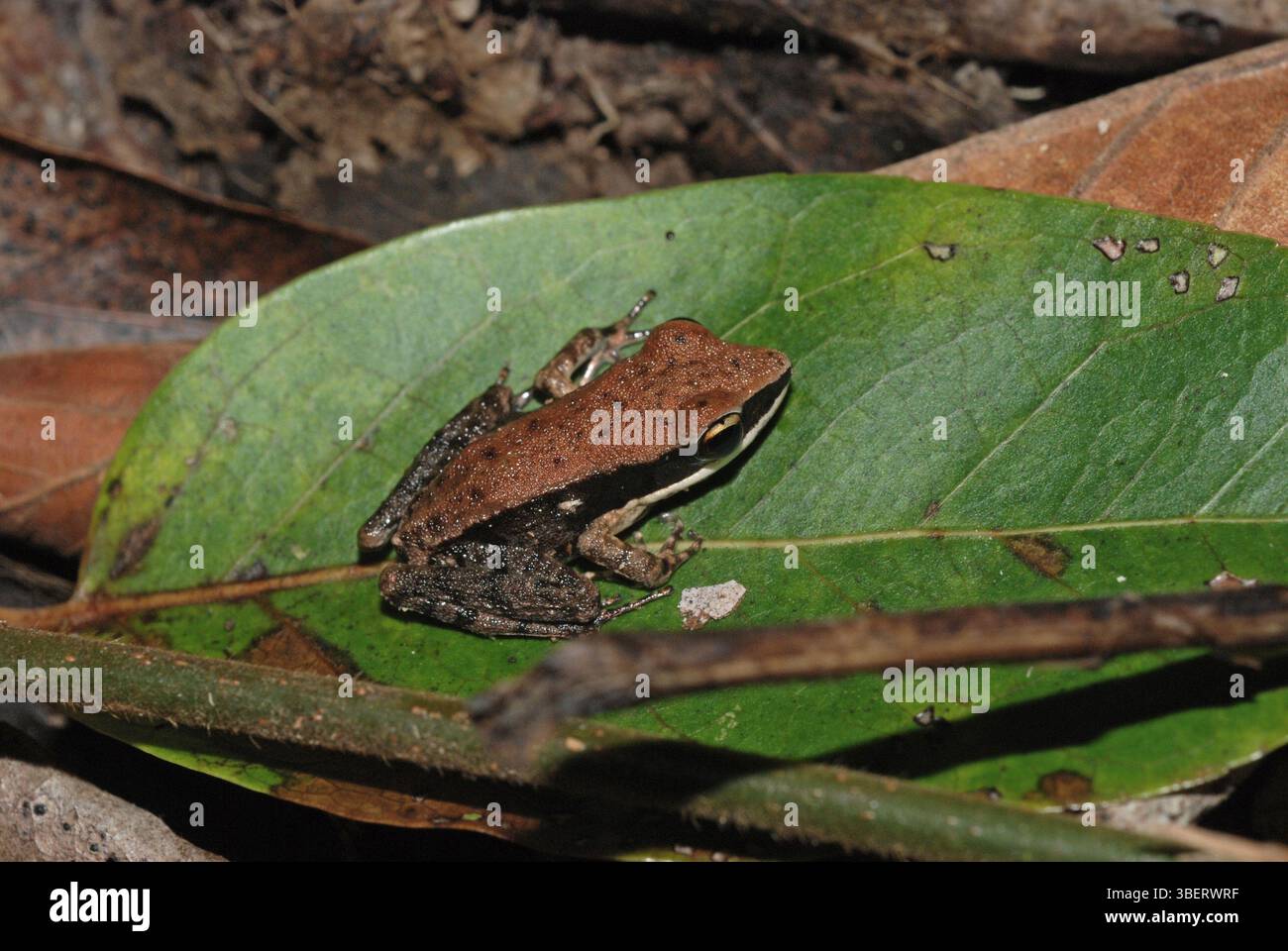 Frog species southeast asia hi-res stock photography and images - Alamy