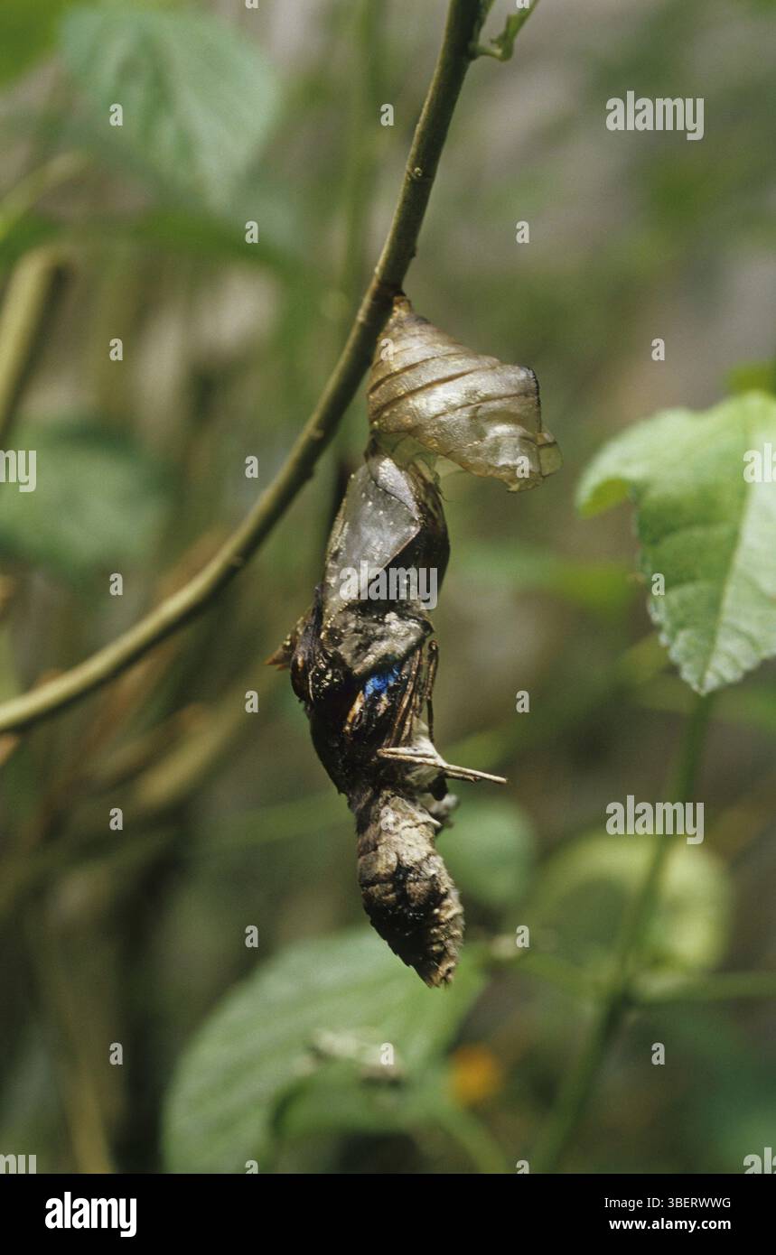 Morpho morpho sp hi-res stock photography and images - Alamy