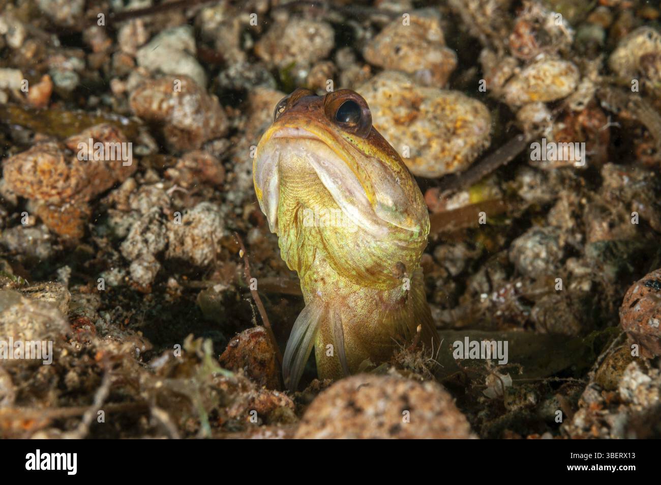 Cryptocentrus cinctus hi-res stock photography and images - Alamy