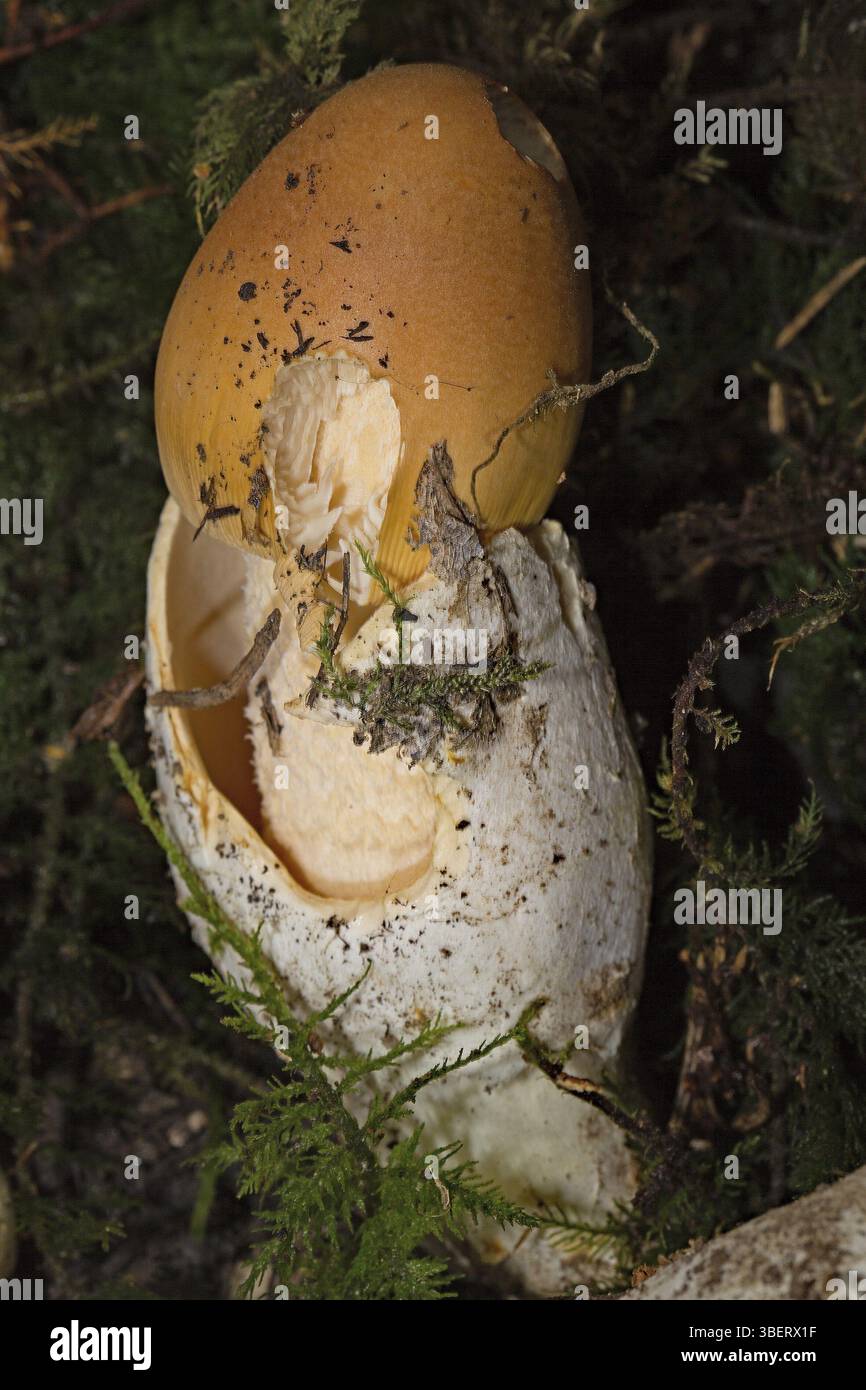 Orange grisette amanita crocea hi-res stock photography and images - Alamy