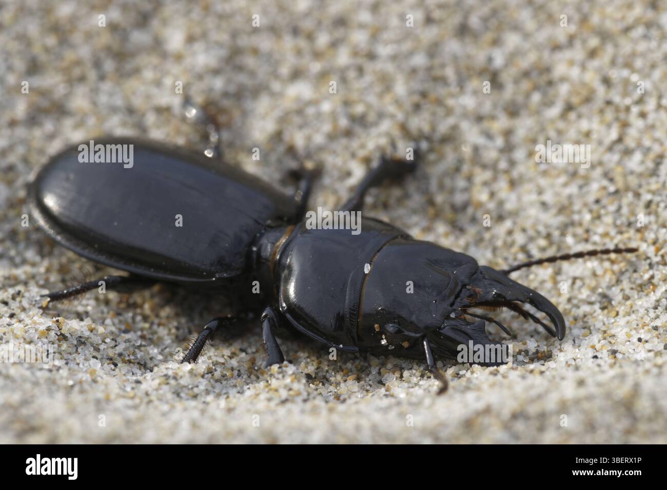 Finger beetle (Scarites buparius Stock Photo - Alamy